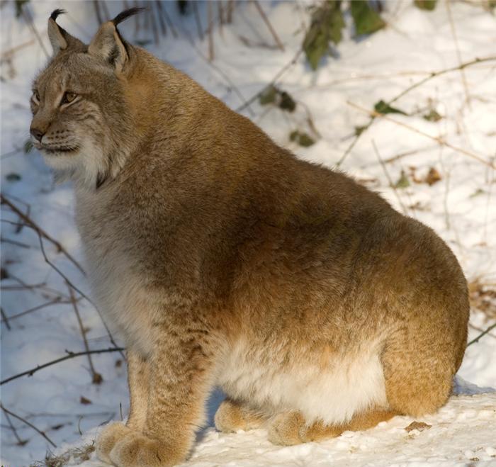 Chubby Lynx | Scrolller