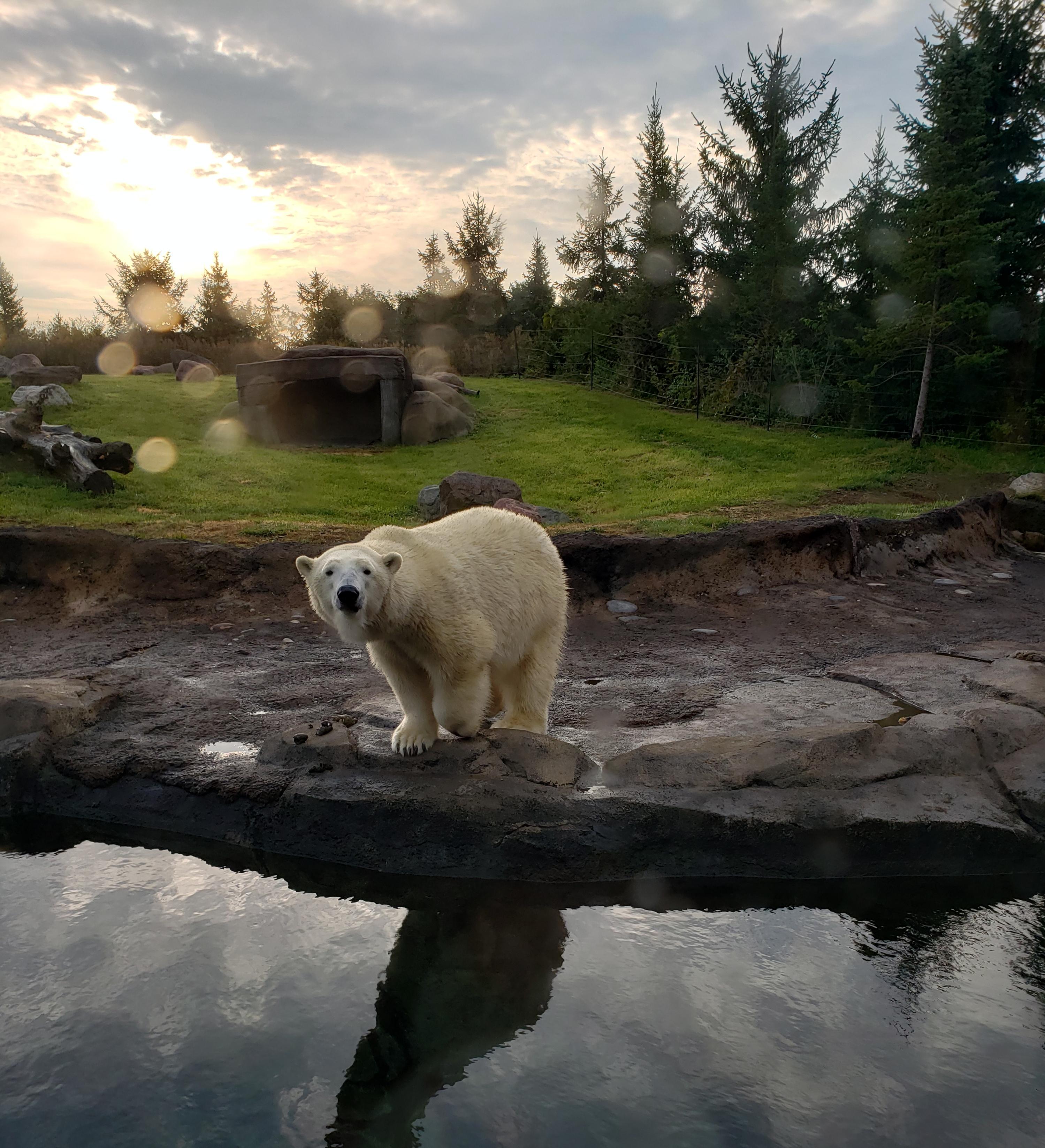 Chunky bear | Scrolller