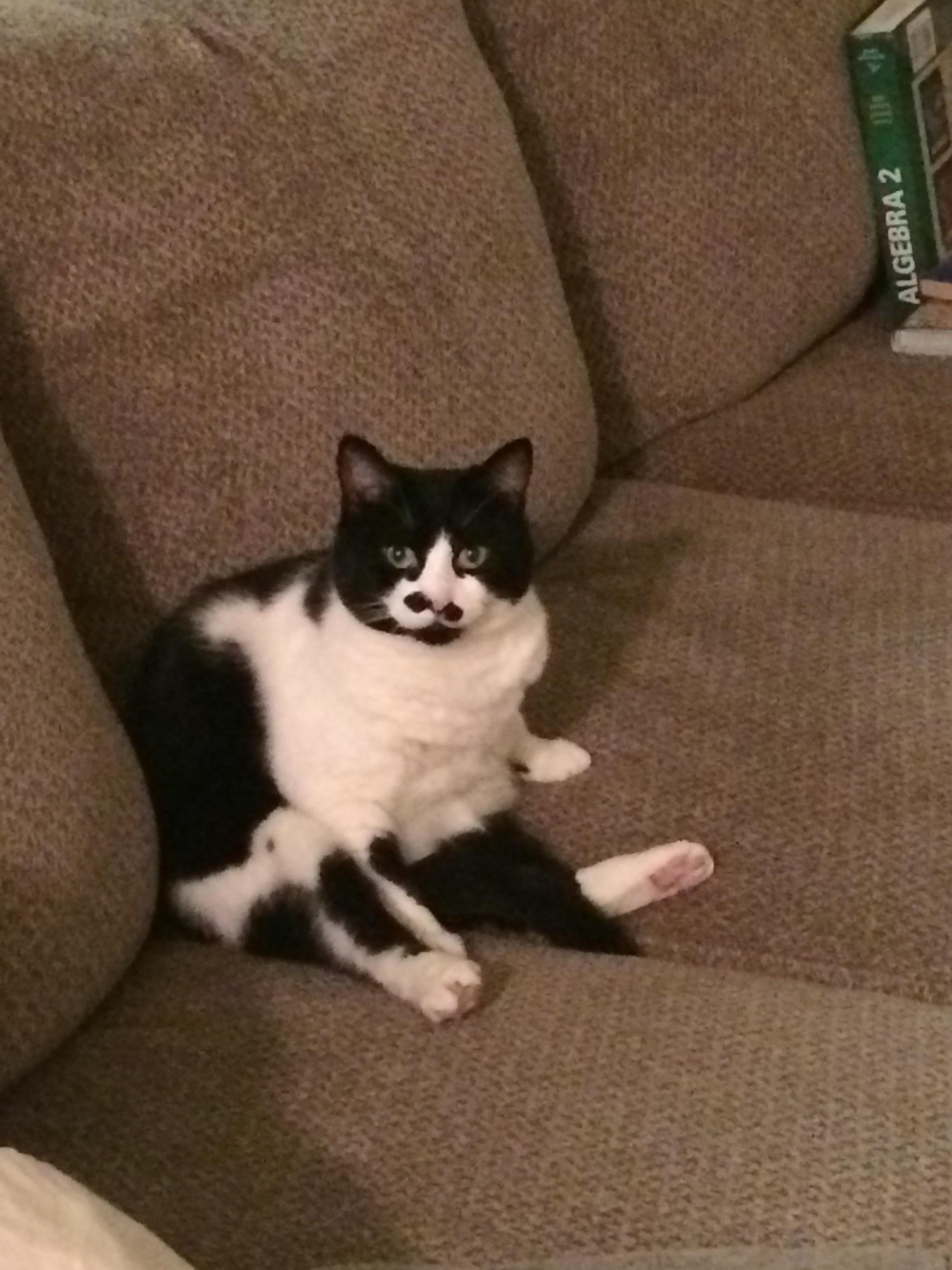 Chunky Kitler | Scrolller