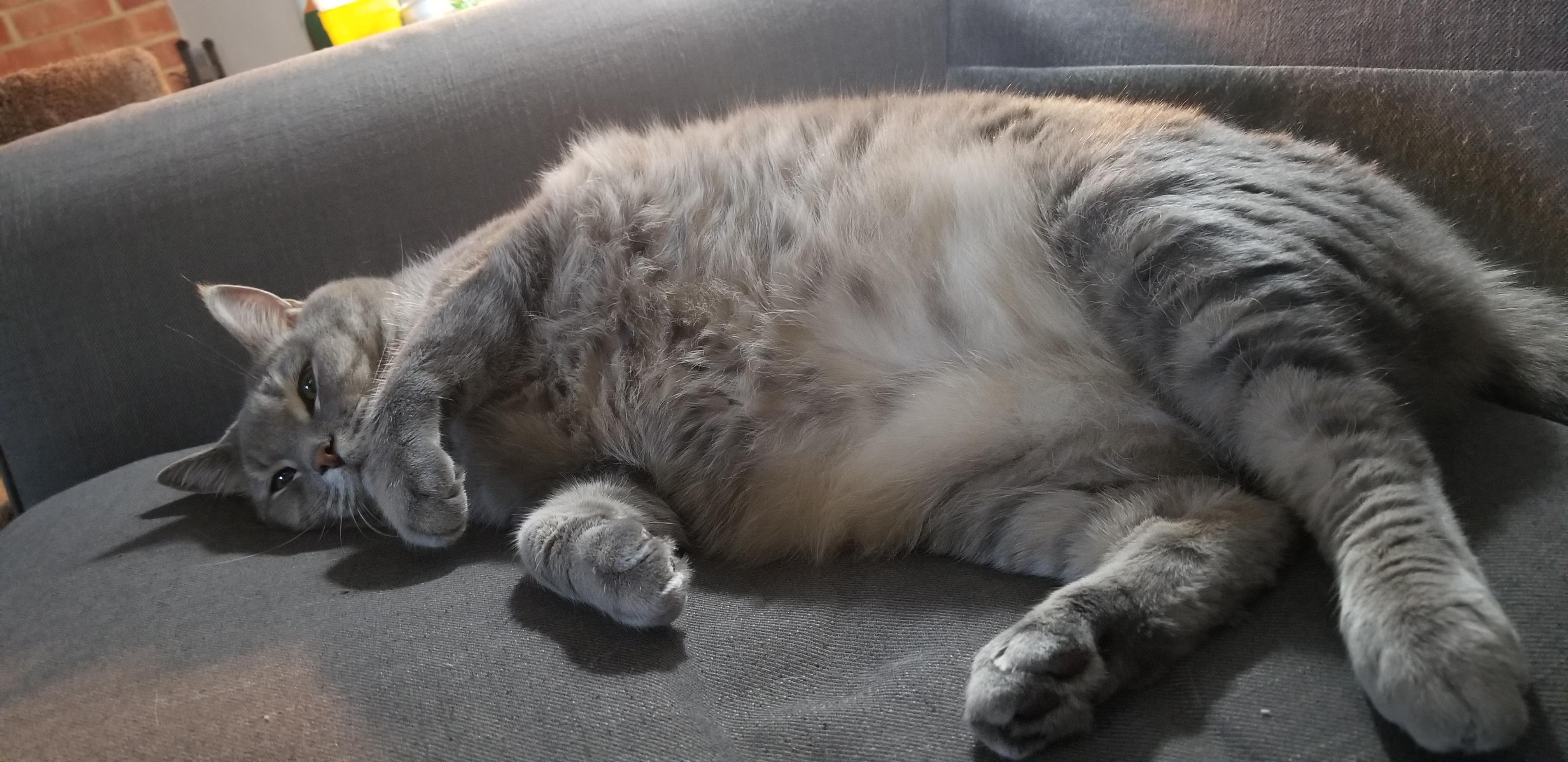 Chunky Miko | Scrolller