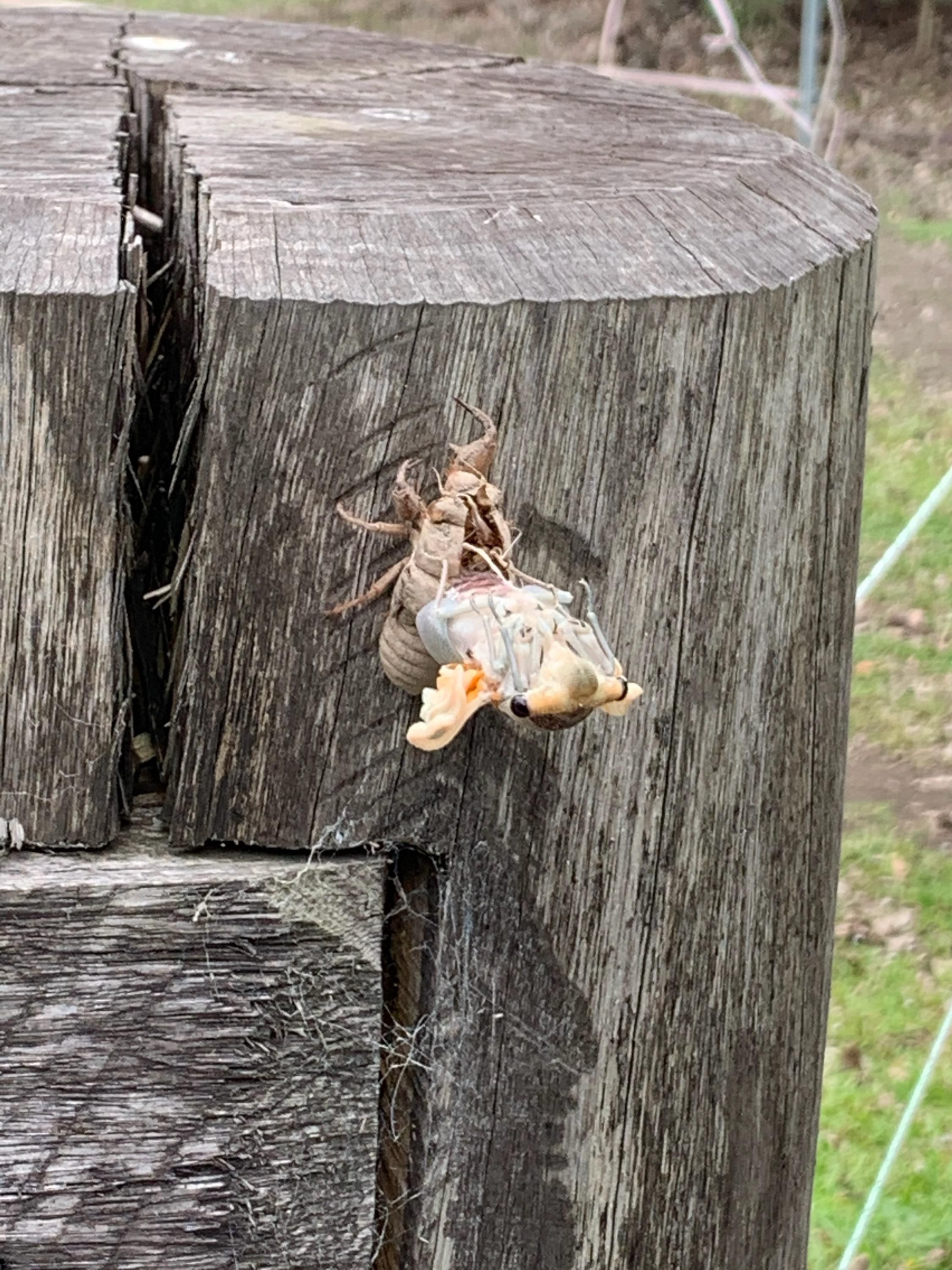 Cicada Emerging | Scrolller