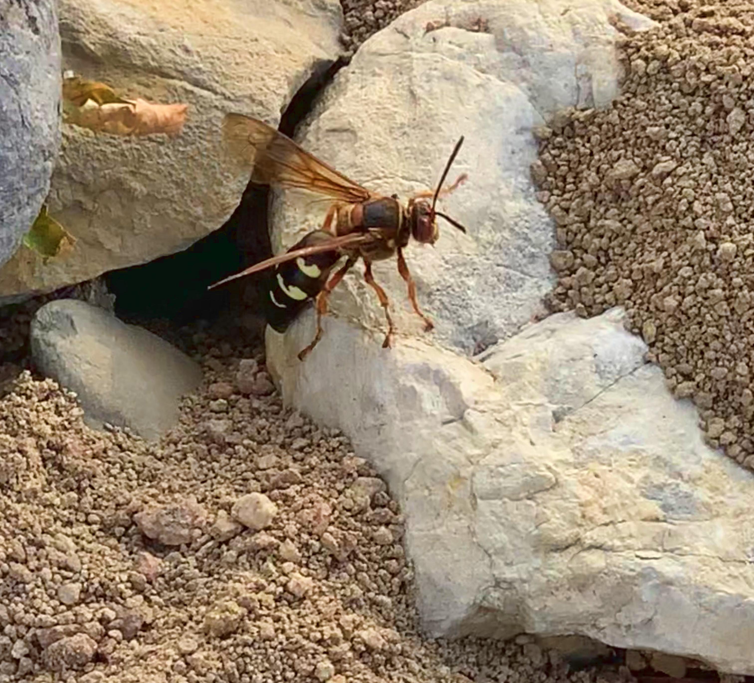 🔥 Cicada Killer Wasp | Scrolller