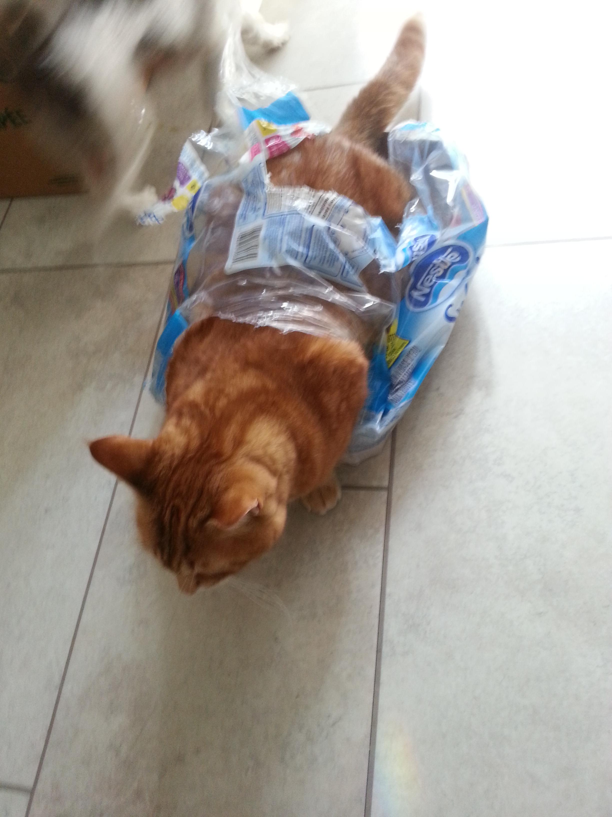 Cinnamon | Scrolller