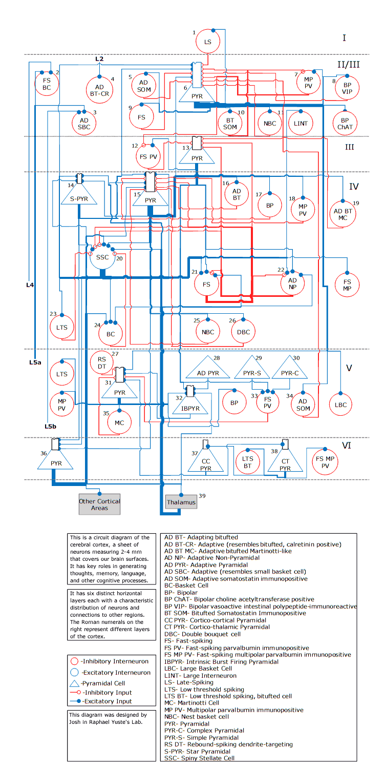 Circuit Diagram of Neurons in the Cortex | Scrolller