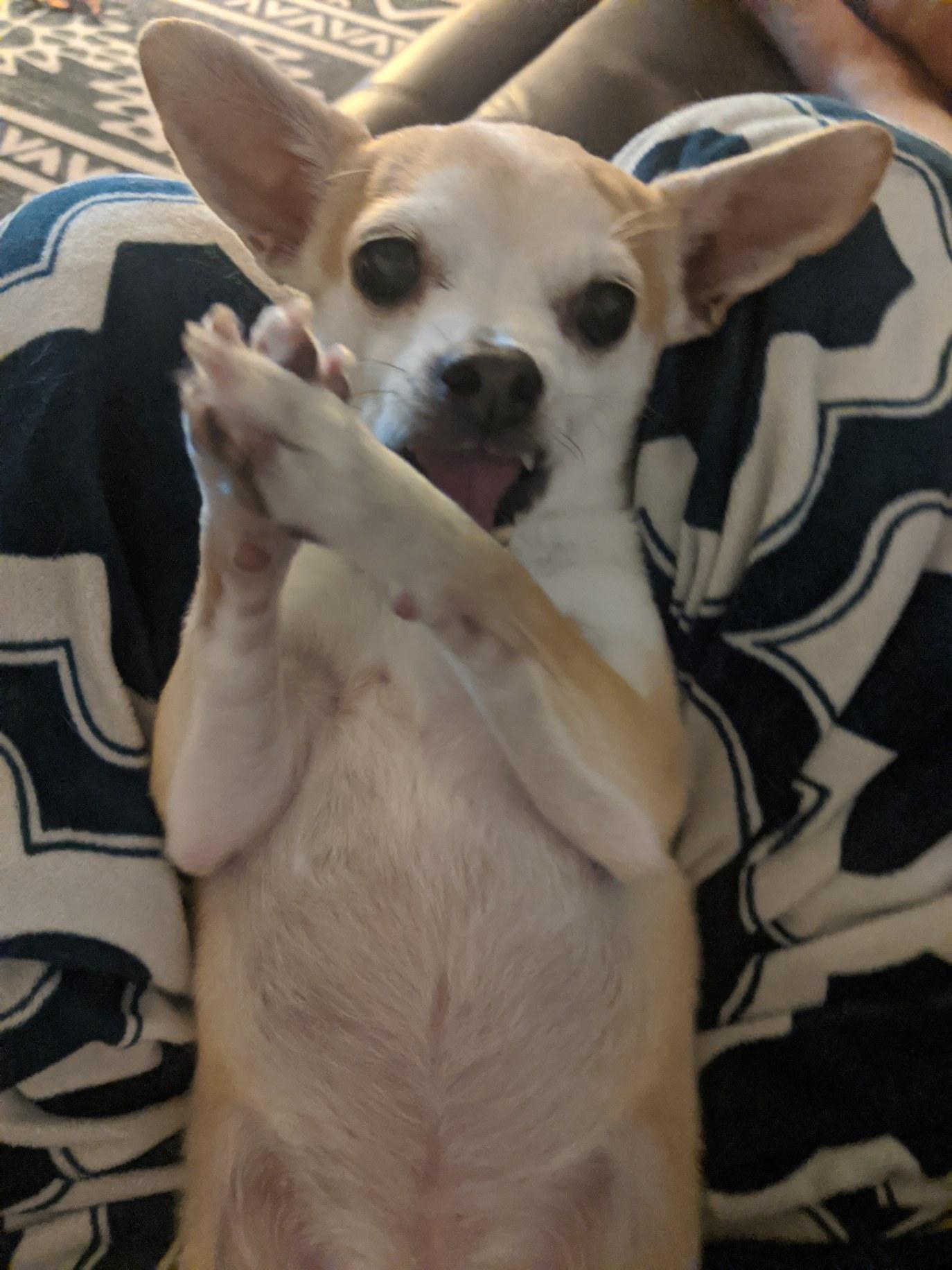 Clapping doggo | Scrolller