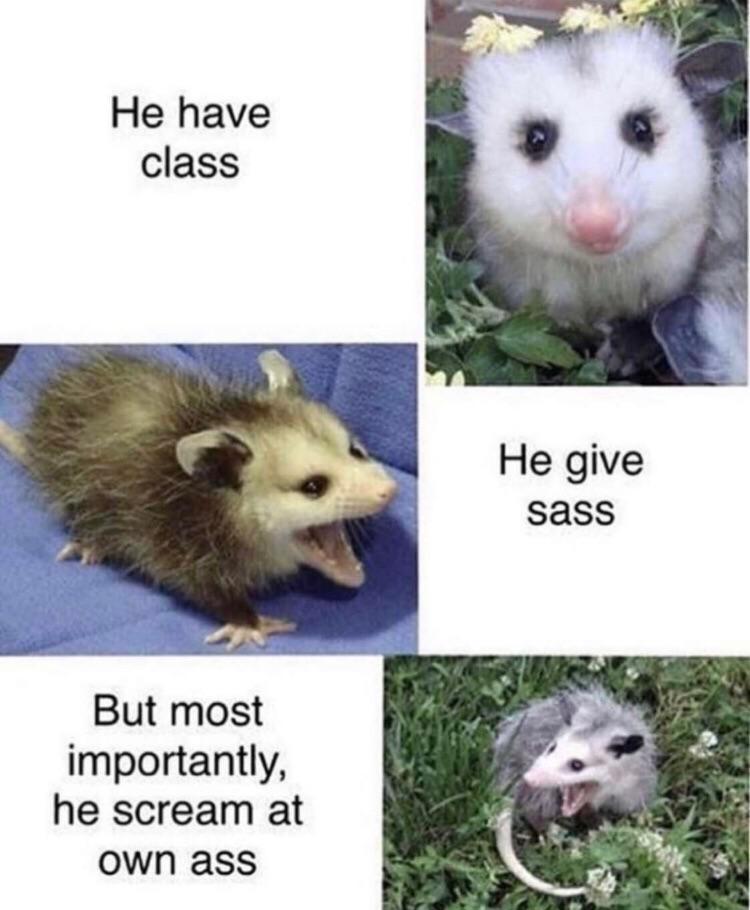 Class, sass, scream at his own.. | Scrolller