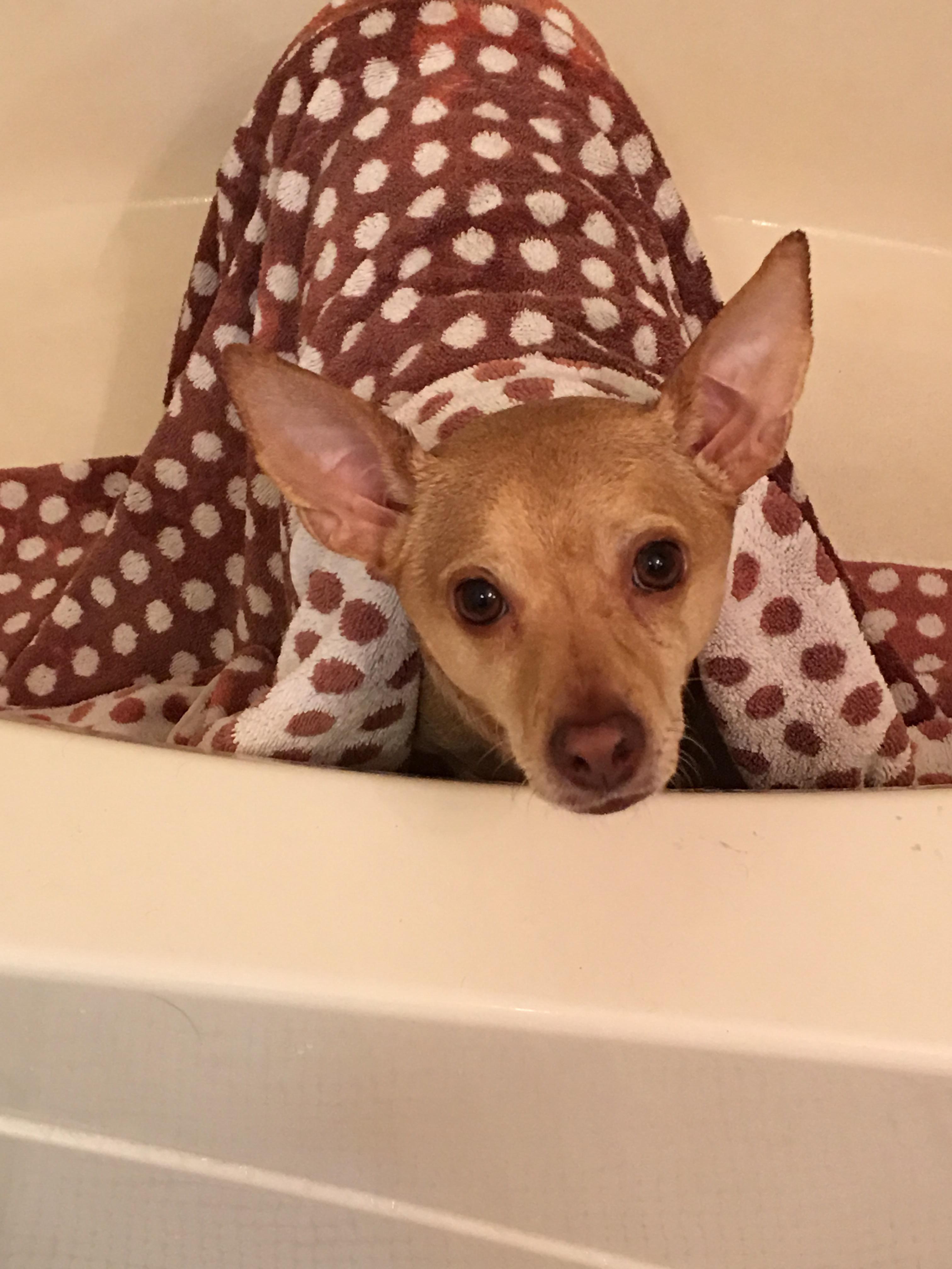 Clean pupper is the rarest pupper. | Scrolller