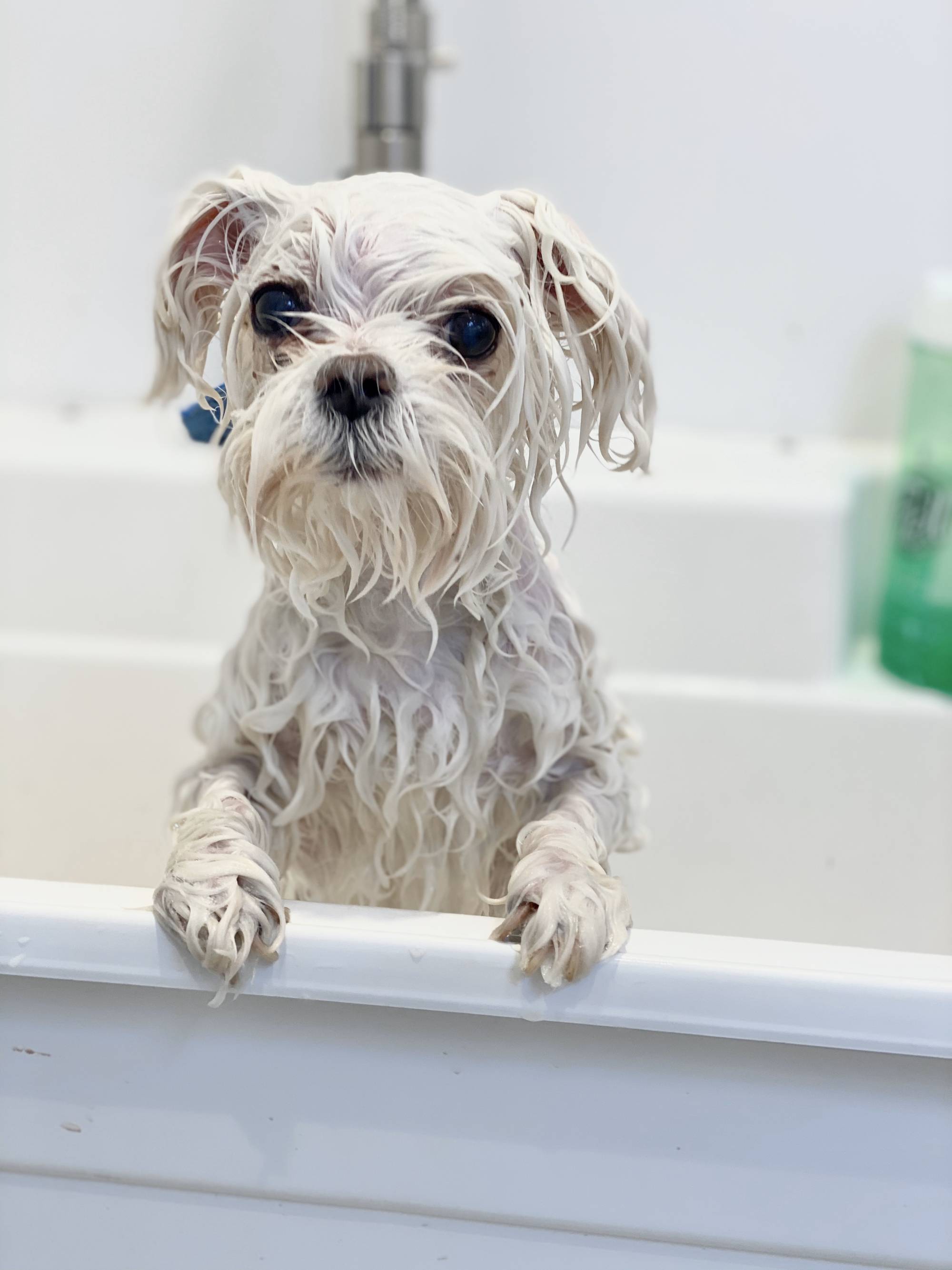 Cleaning Toby | Scrolller