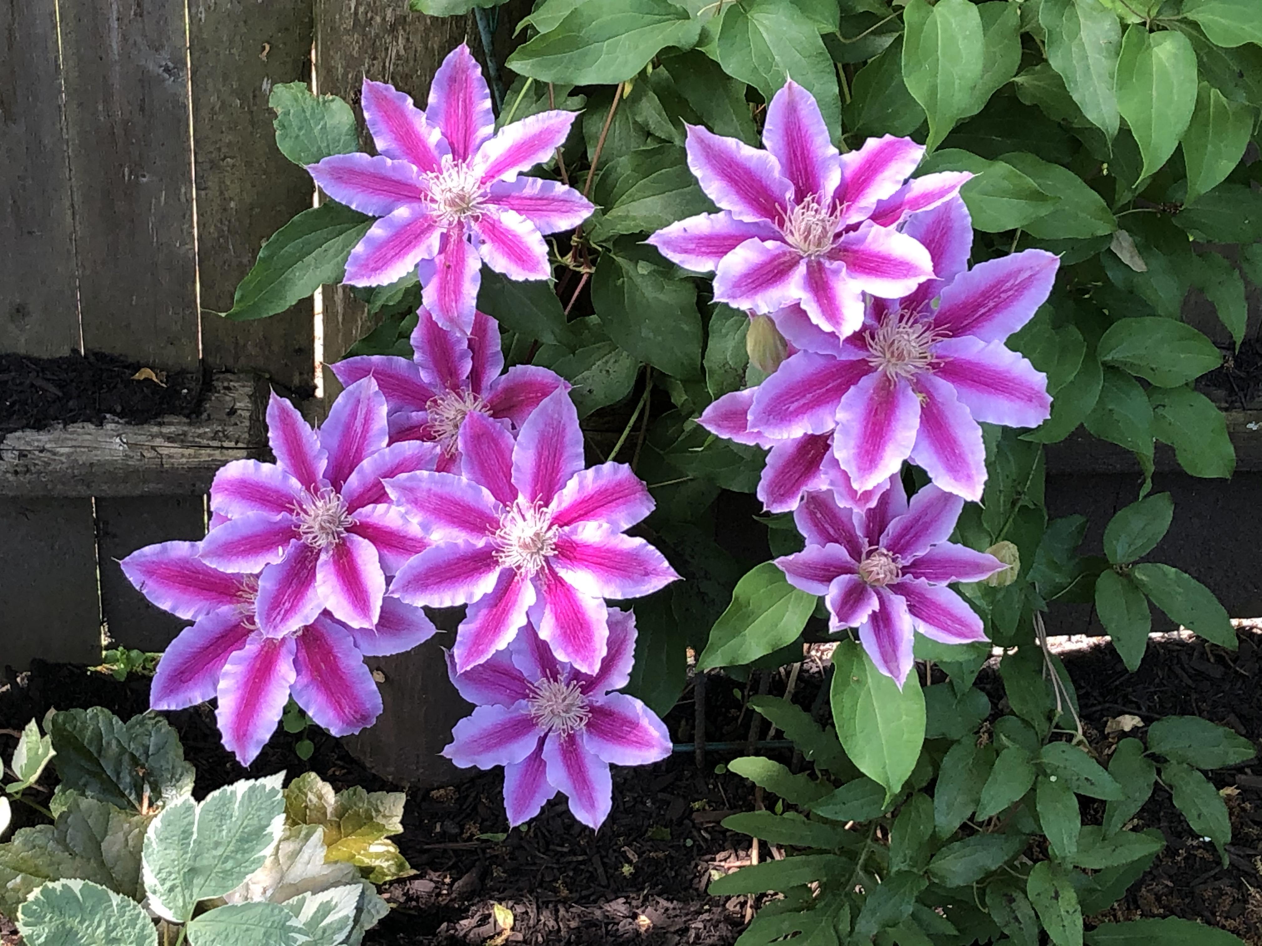 Clematis of the Dr. Ruppel variety growing by the fence. | Scrolller