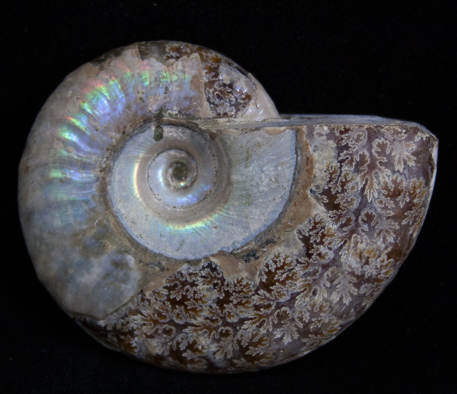 Cleoniceras Ammonite - Middle Cretaceous - Tulear, Madagascar [OS] 1500x1294 | Scrolller