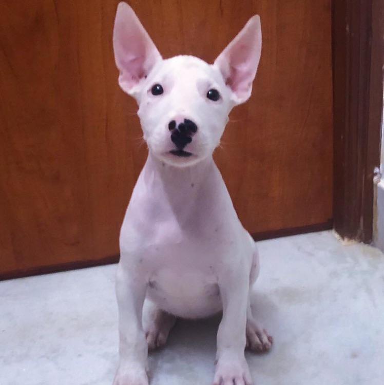 Cleopatra, the Indian bull terrier | Scrolller