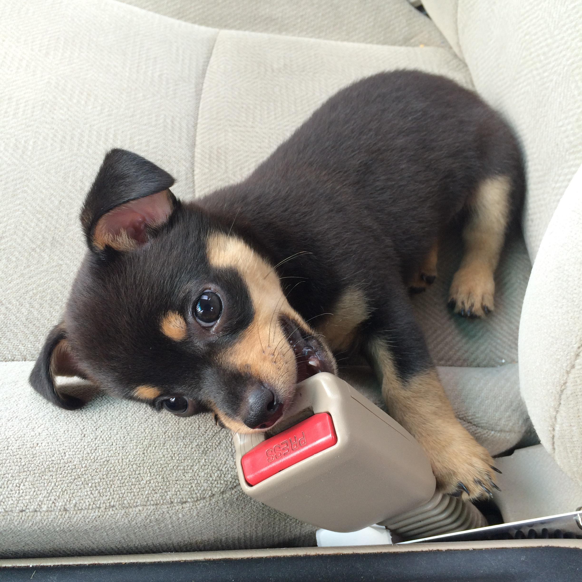 Click it or ticket. | Scrolller