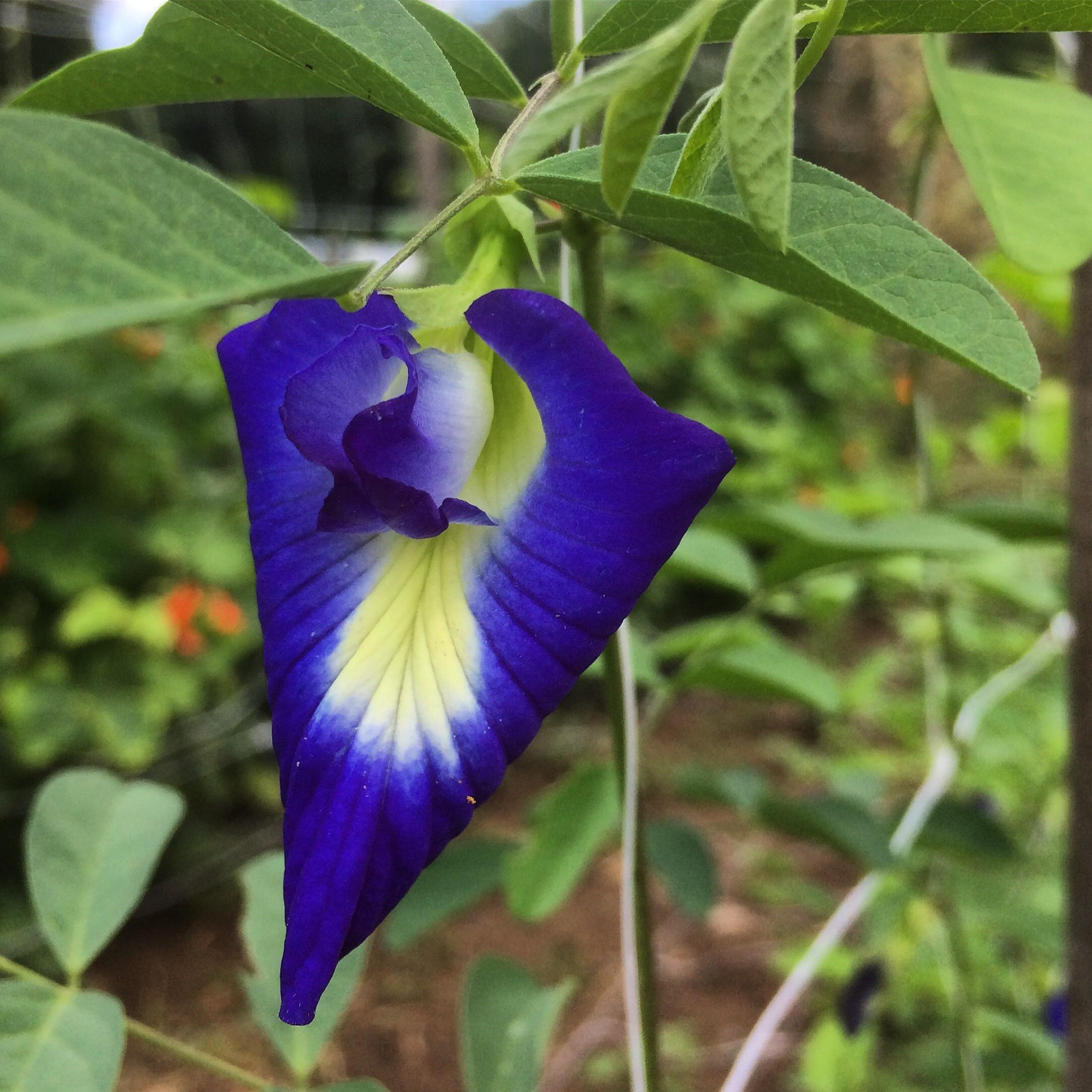 Clitoria ternatea aka Butterfly Pea | Scrolller