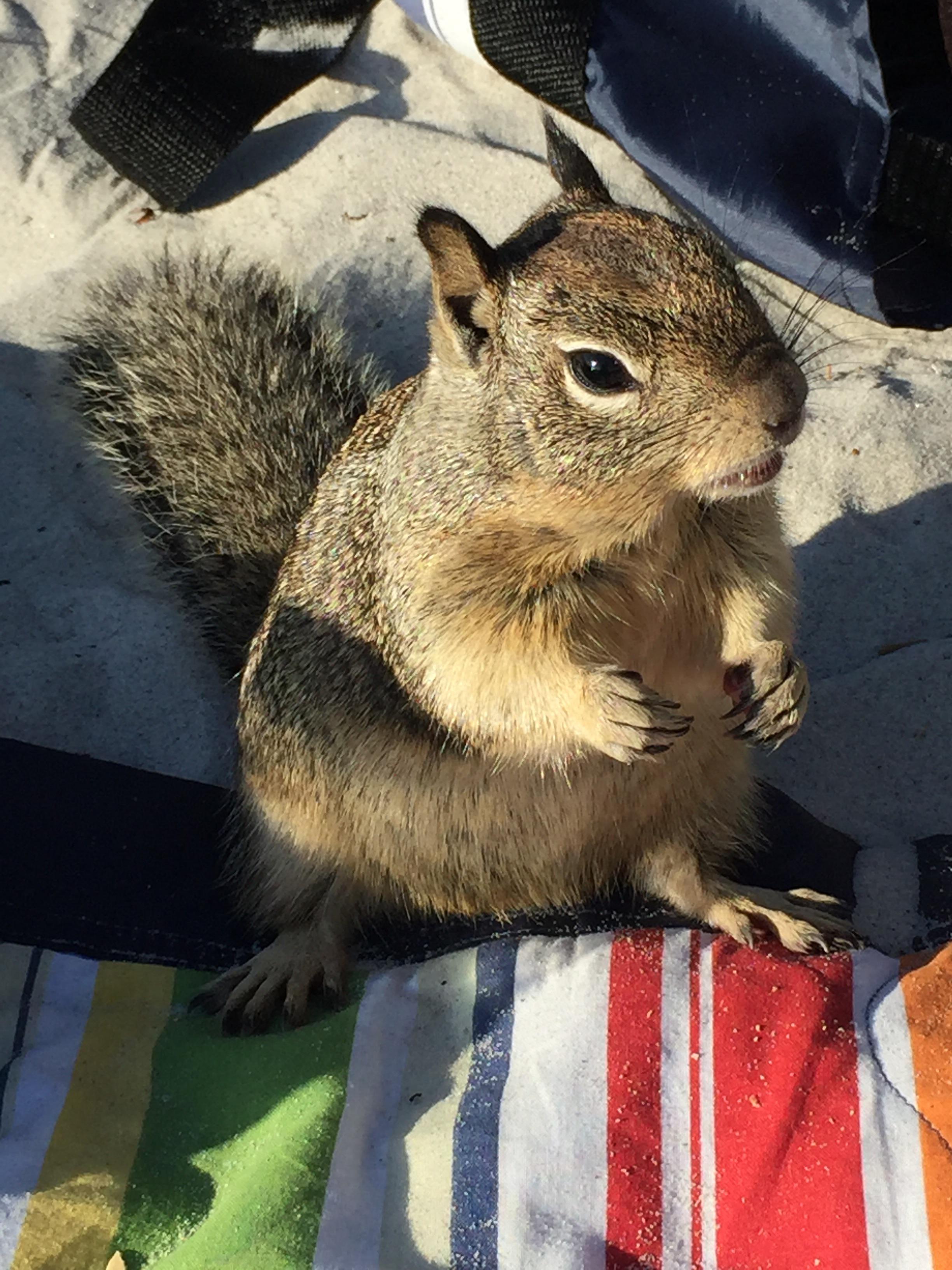 Close Encounters of the Chonk Kind (friendly beach squirrel) | Scrolller