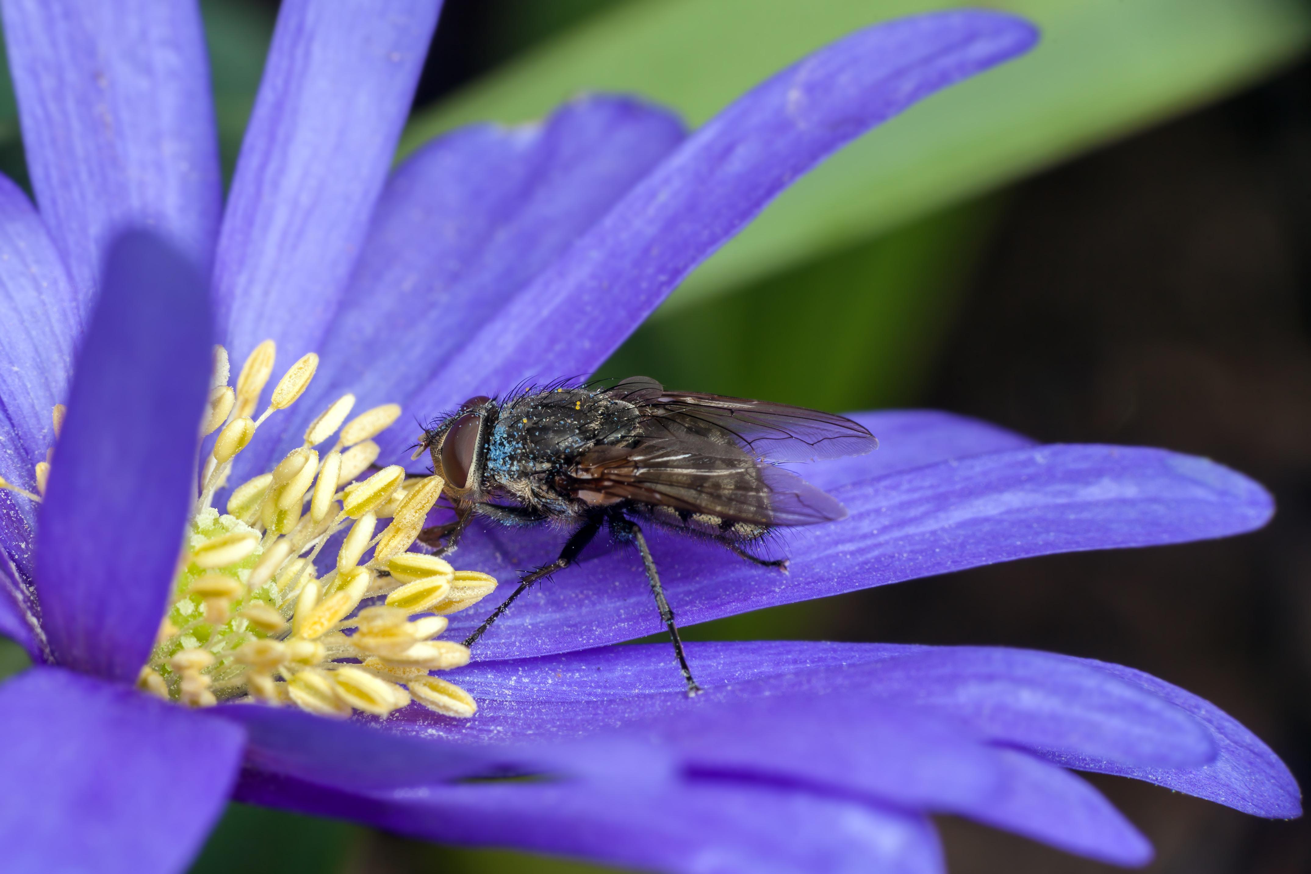 Cluster fly (Pollenia sp.) with blue pollen on Grecian windflower (Anemone blanda) [OC] | Scrolller