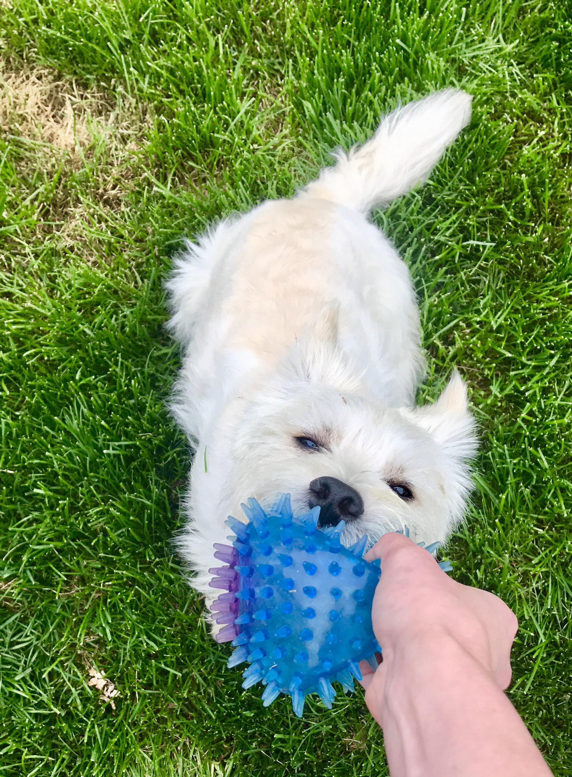 Cmon Mom let me kill it | Scrolller