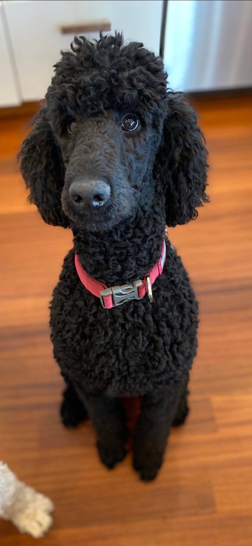 Coco is nine months today. | Scrolller