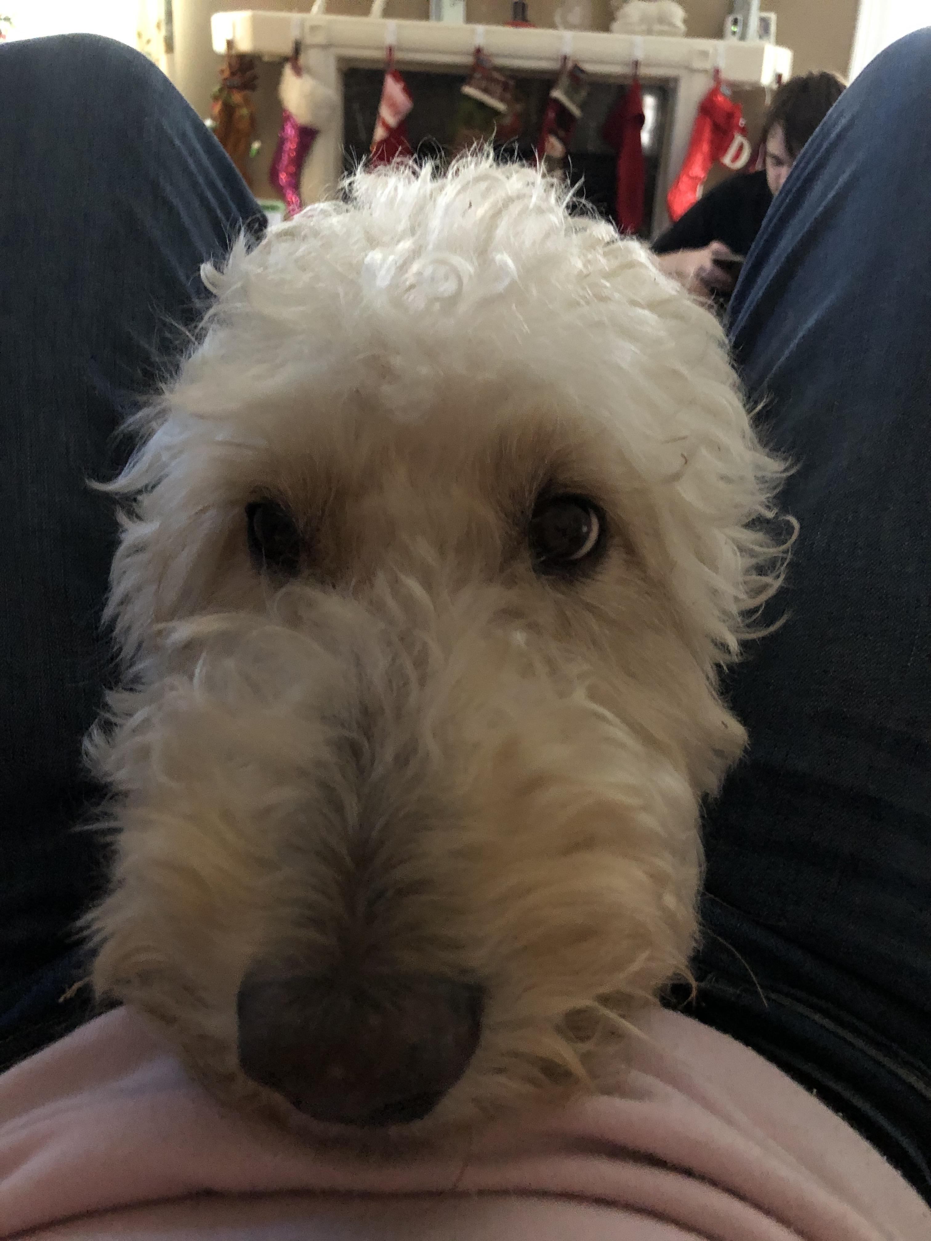 Cody’s dog | Scrolller