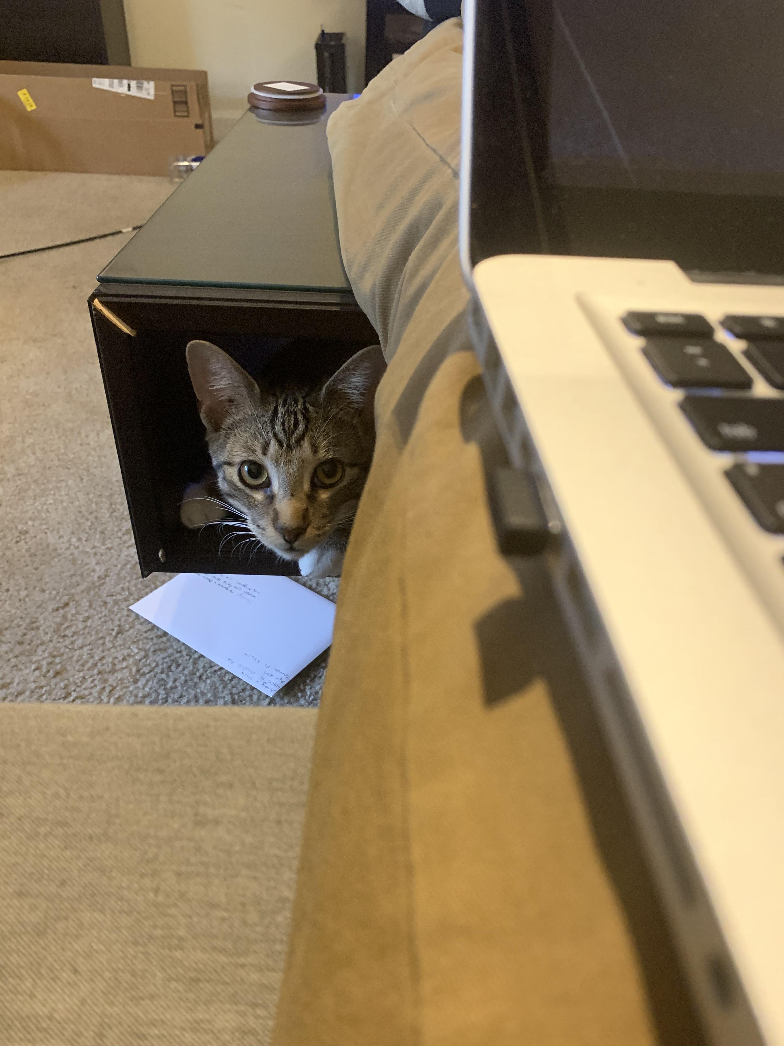 Coffee Table Kitten | Scrolller