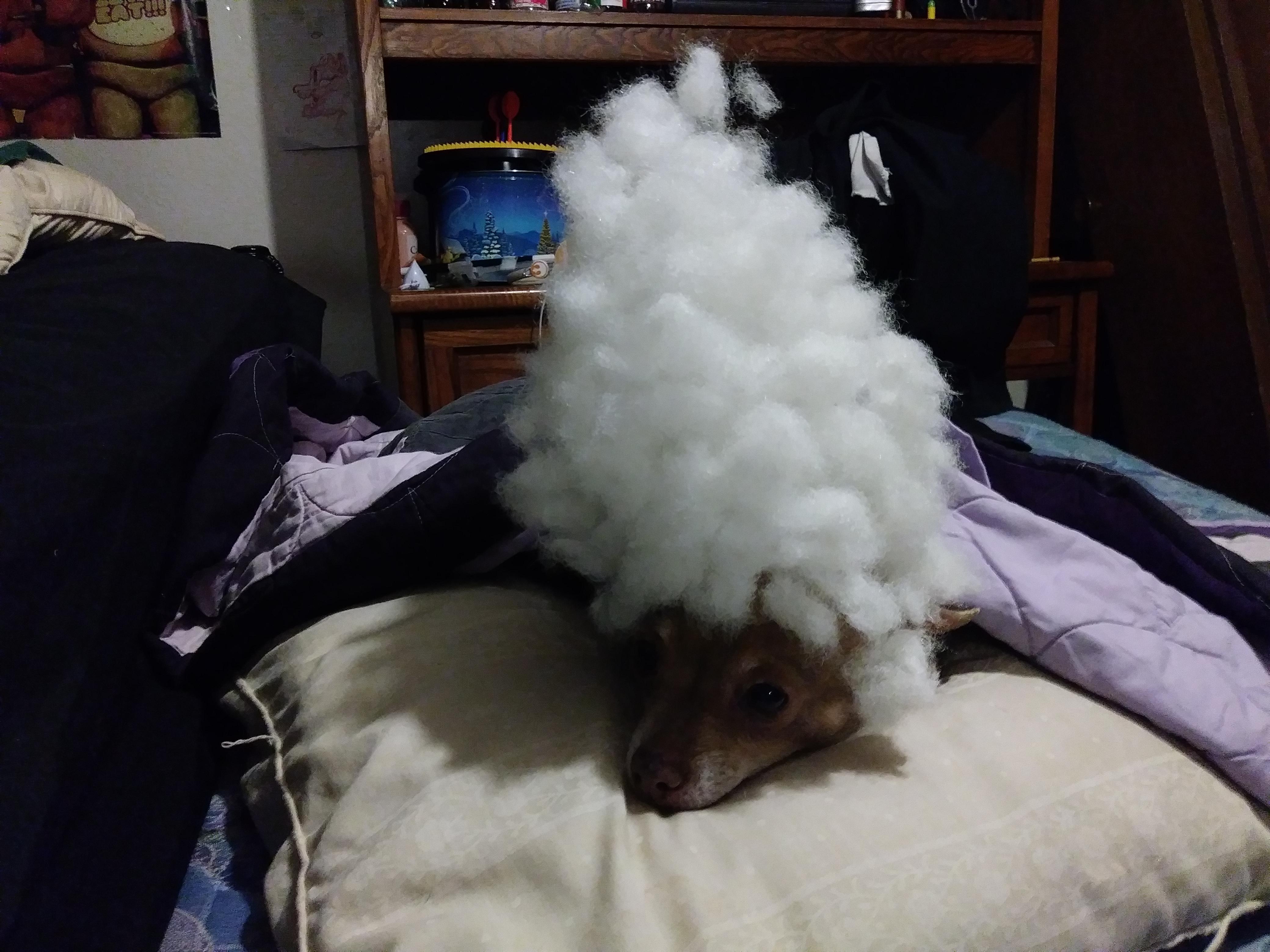 Colonial doggo | Scrolller