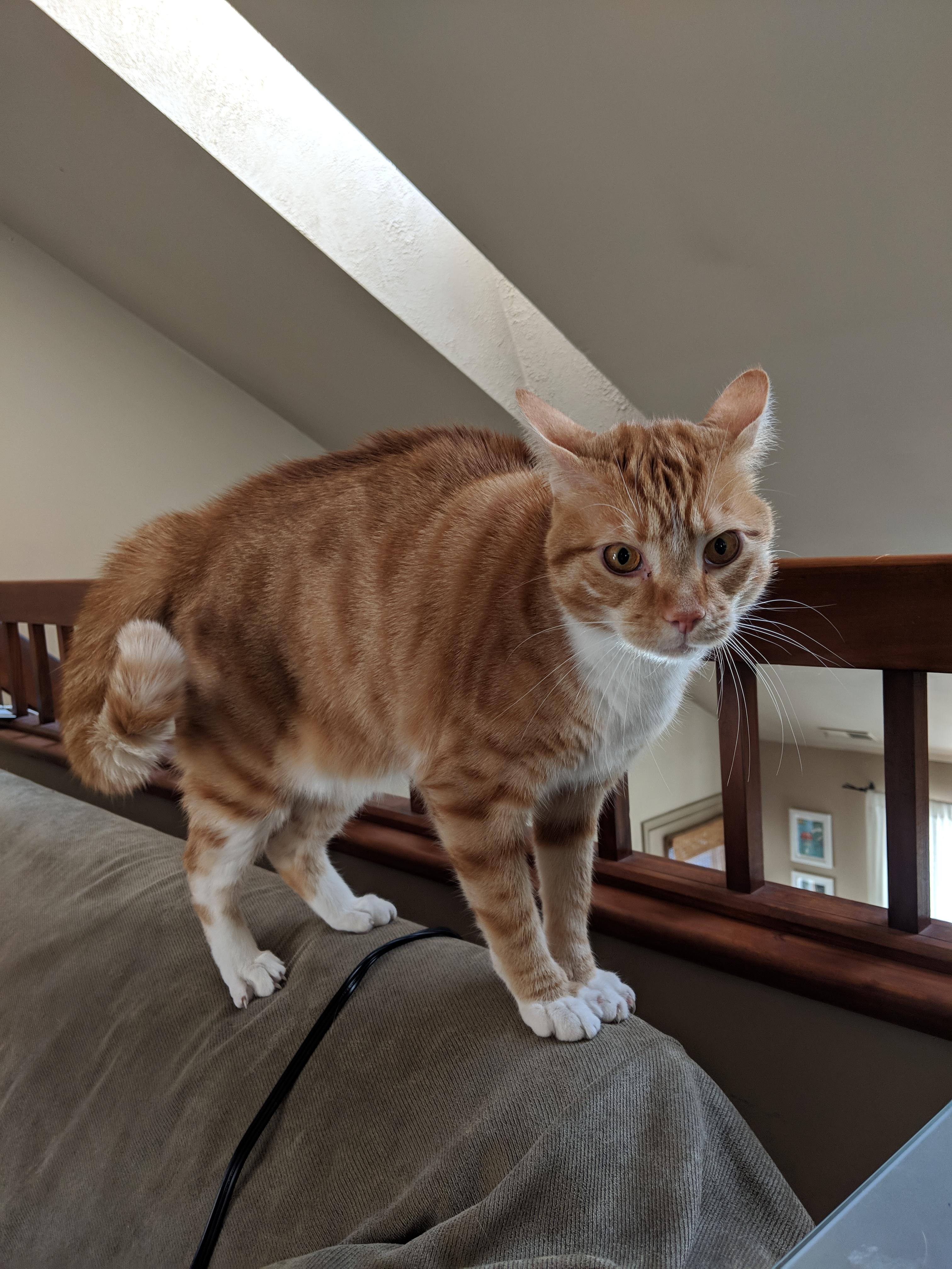 Combat Mode Initiated: Bushy Tail Engaged | Scrolller