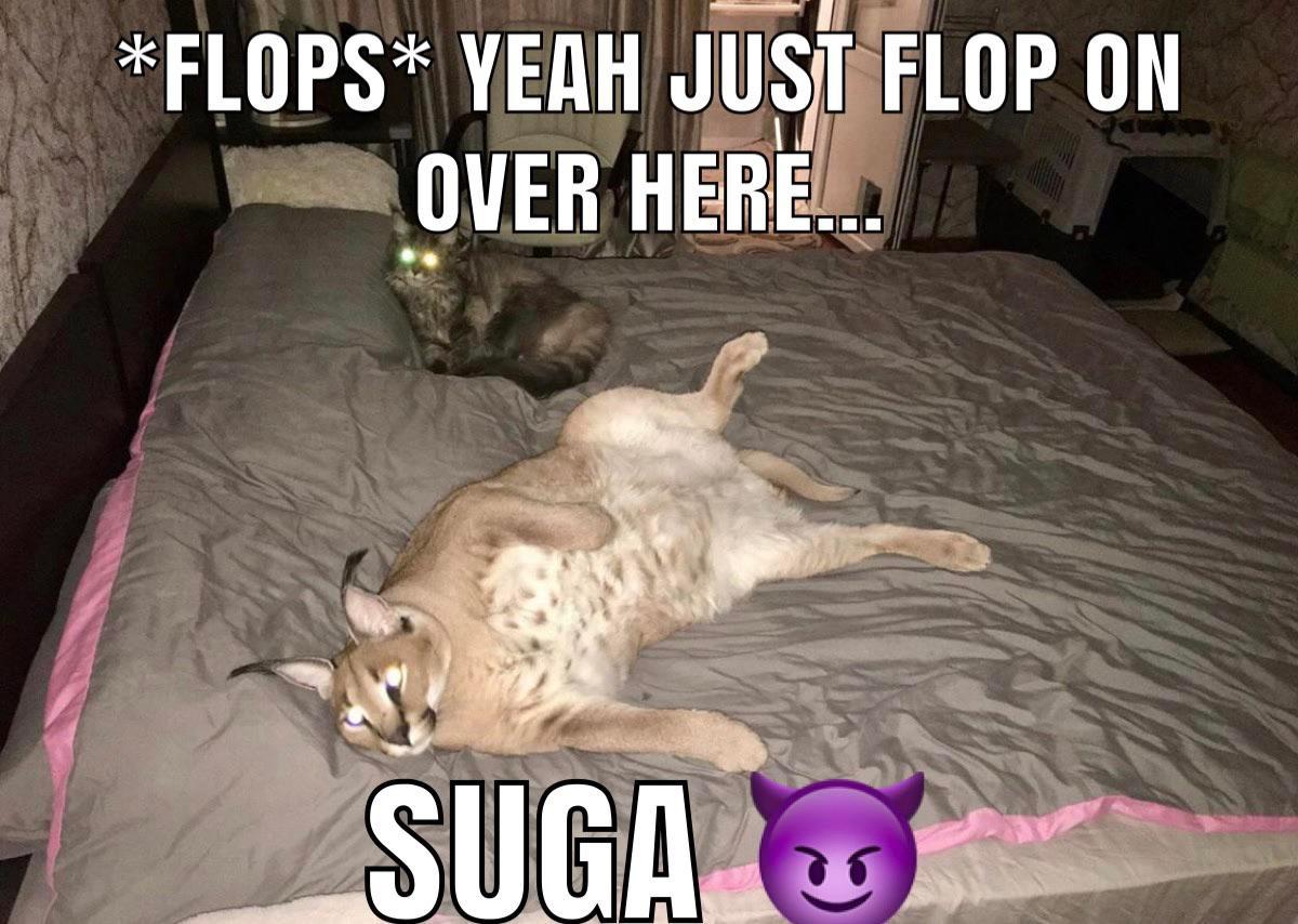 Come to Floppa suga tits | Scrolller
