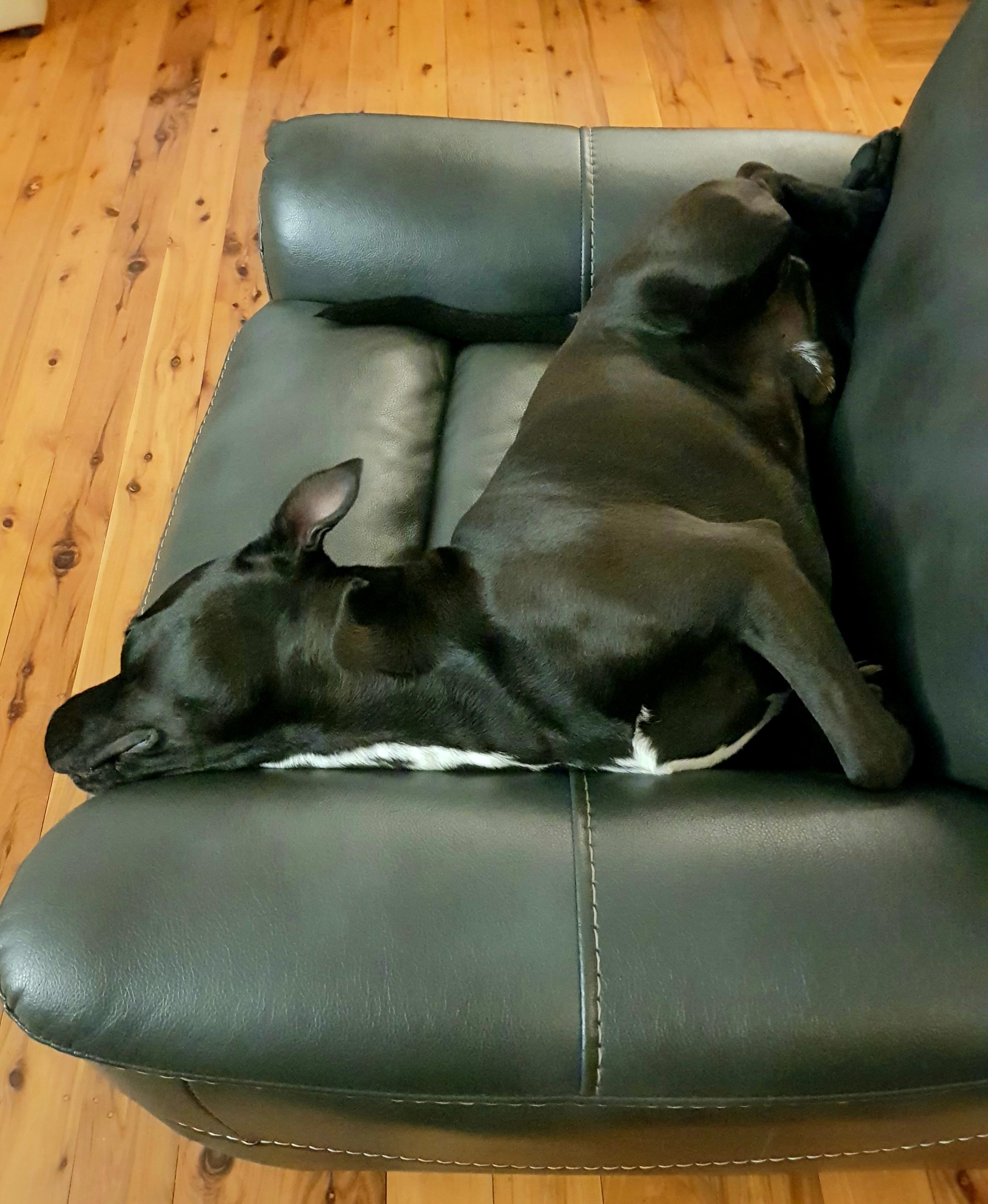 Comfort is in the eye of the beholder 😌 | Scrolller