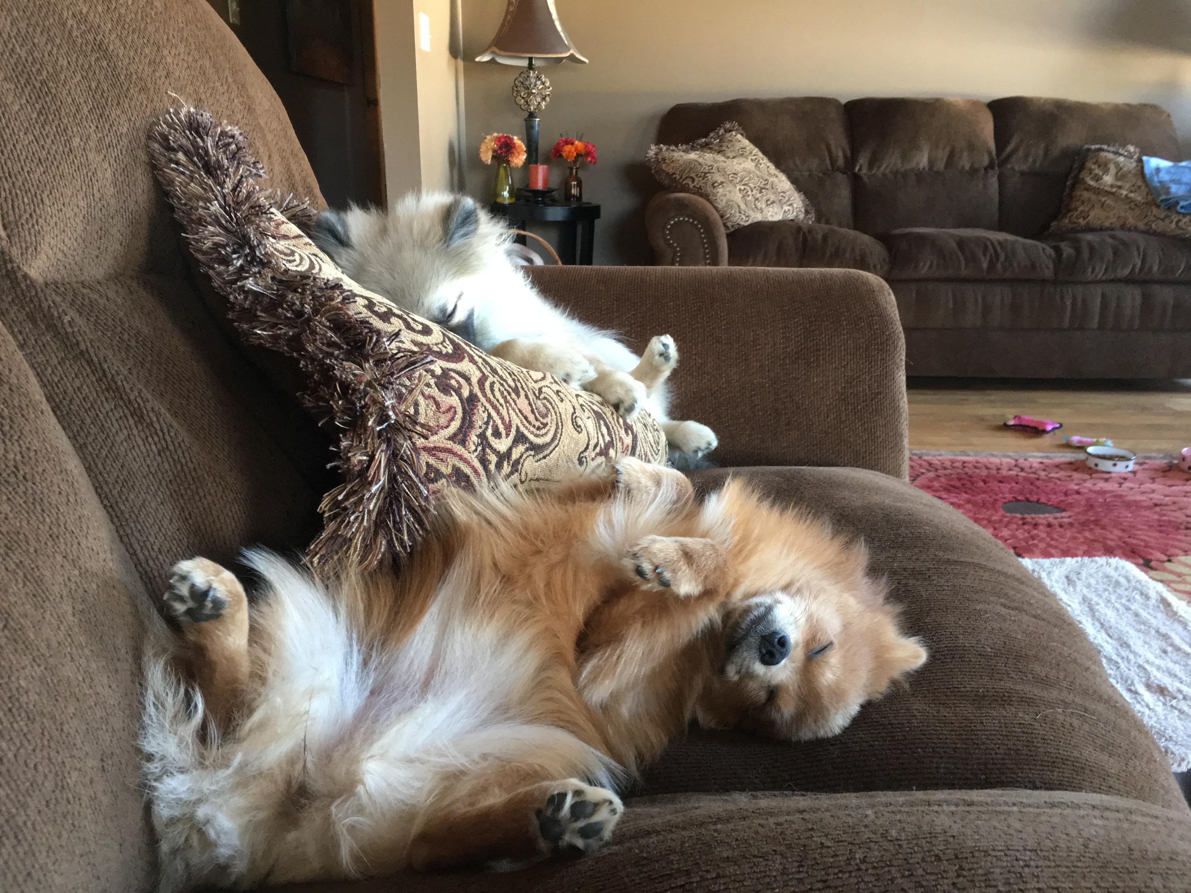 Comfy Poms | Scrolller