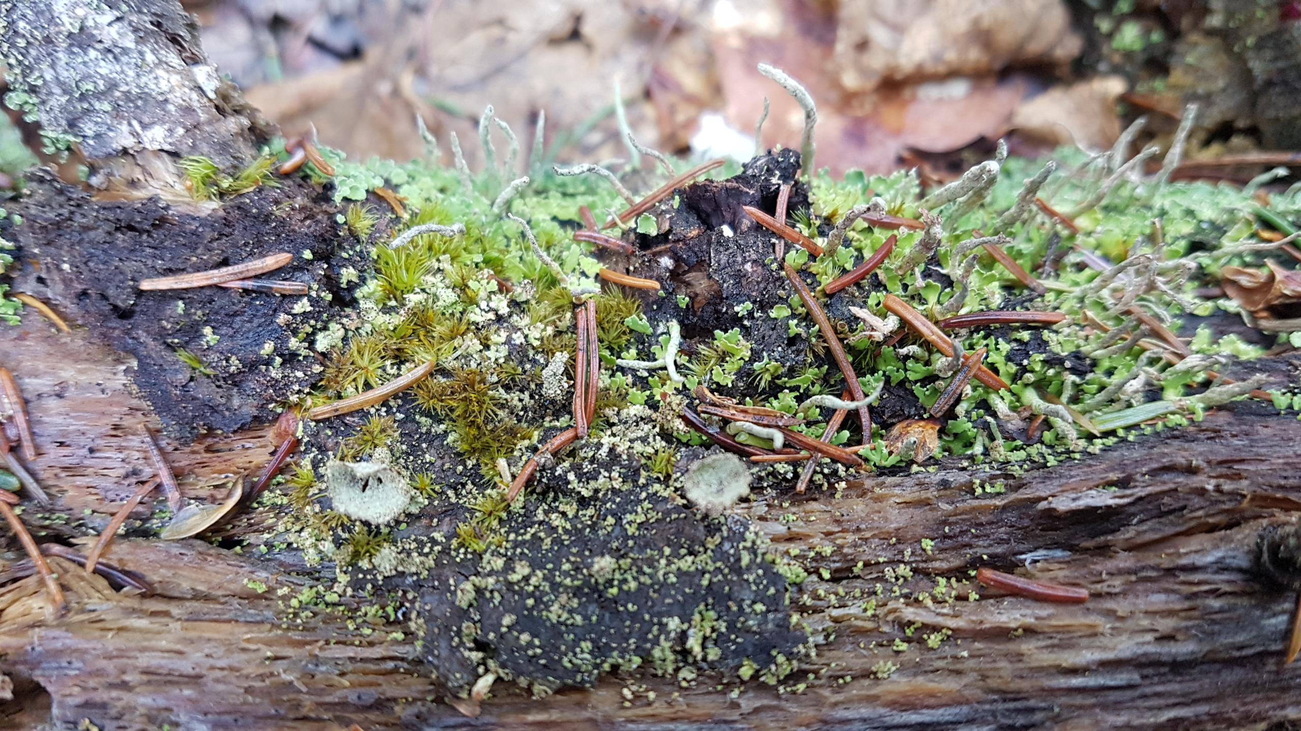 Common but lovely. | Scrolller