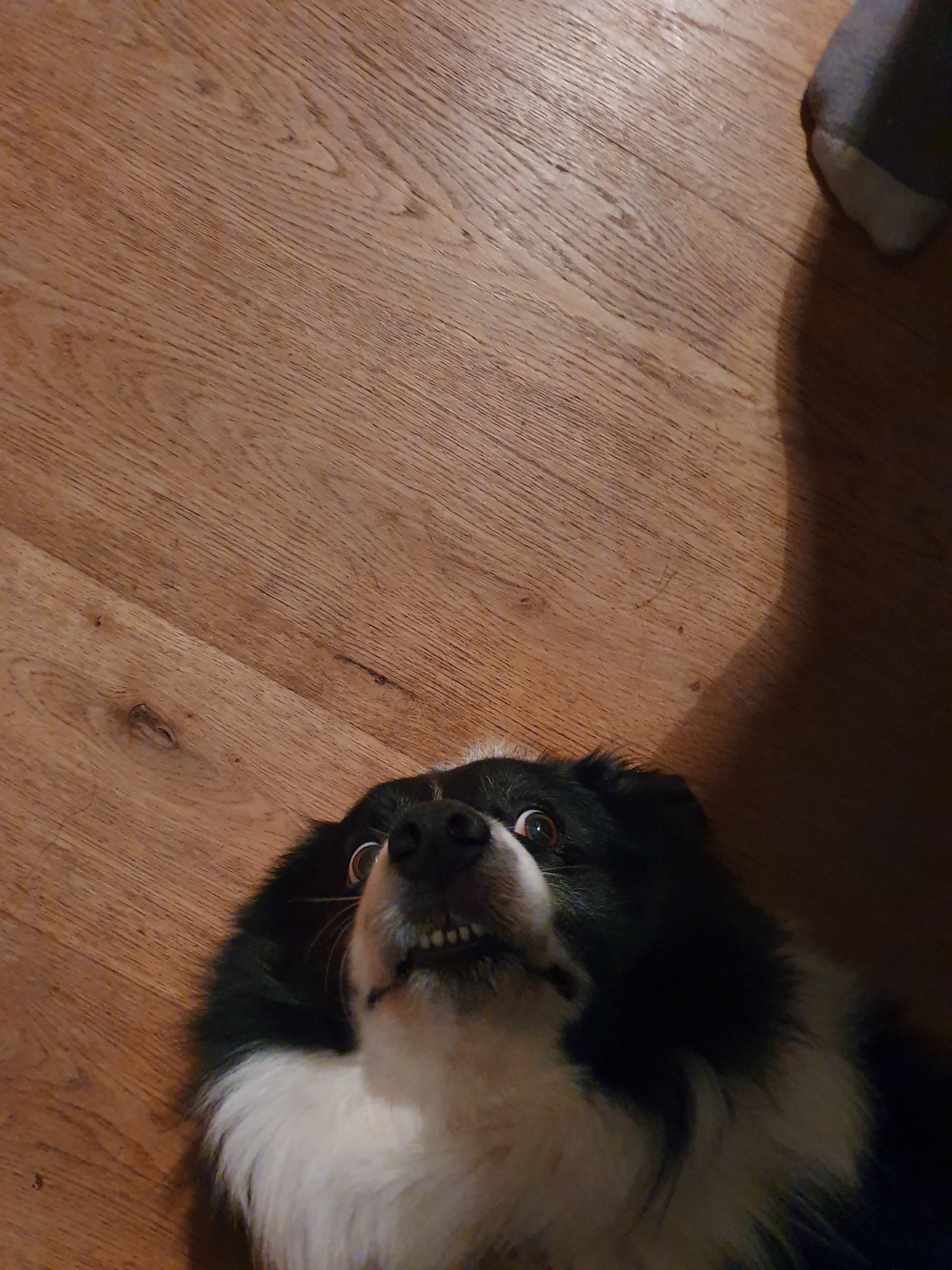 Competition 1: Derpy Falco | Scrolller