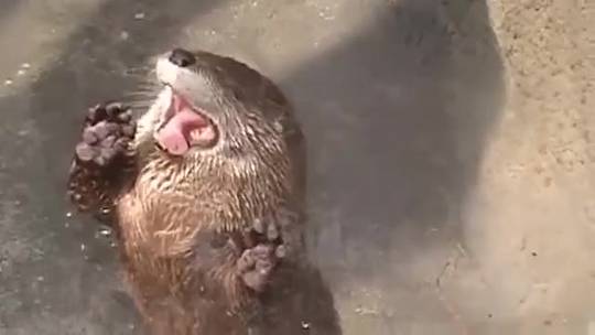 Complete and otter deliciousness. | Scrolller
