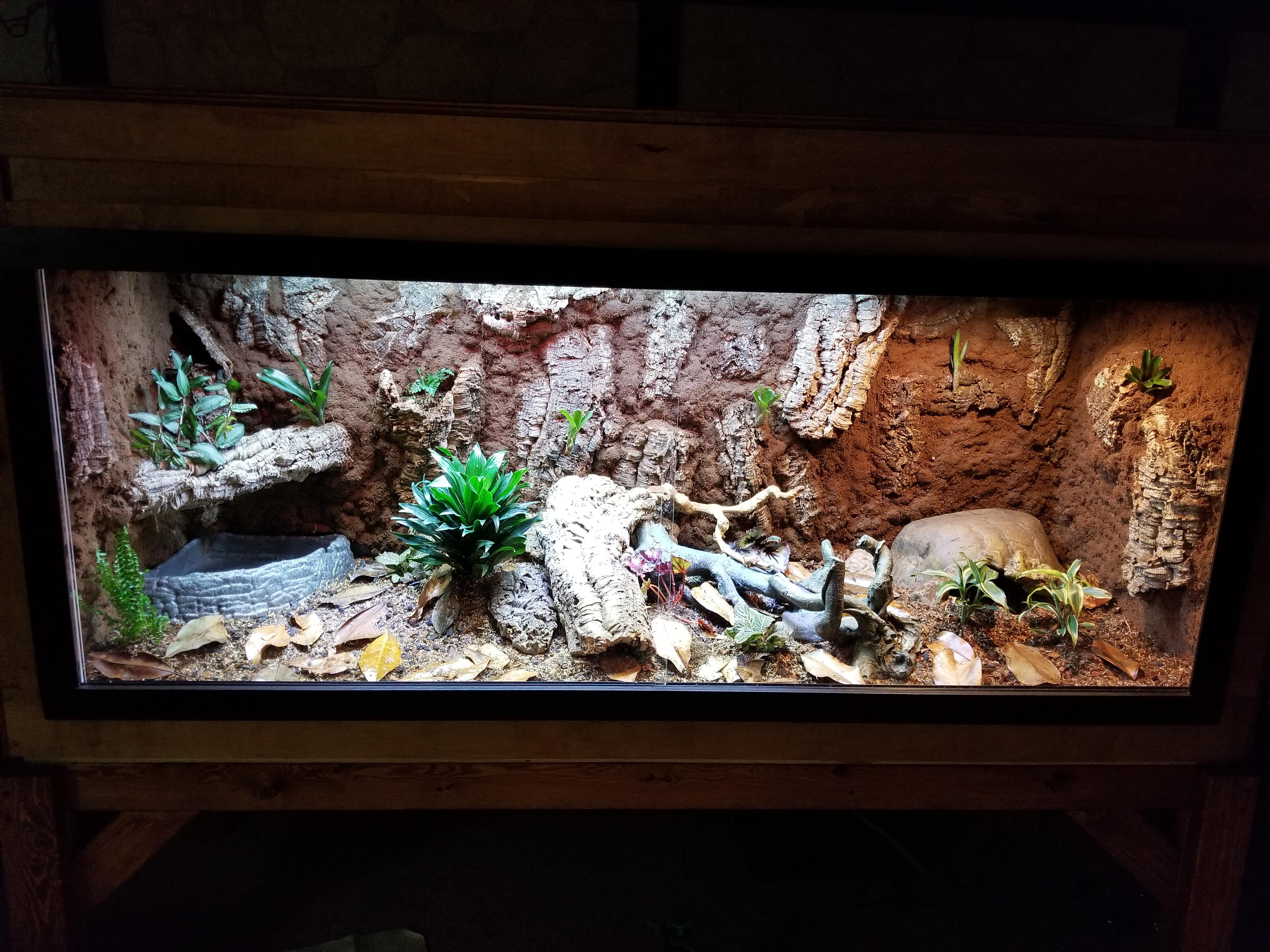 Completed my first custom build bioactive vivarium for Alice my Hog Island Boa! 7 ft L 2 ft D ...