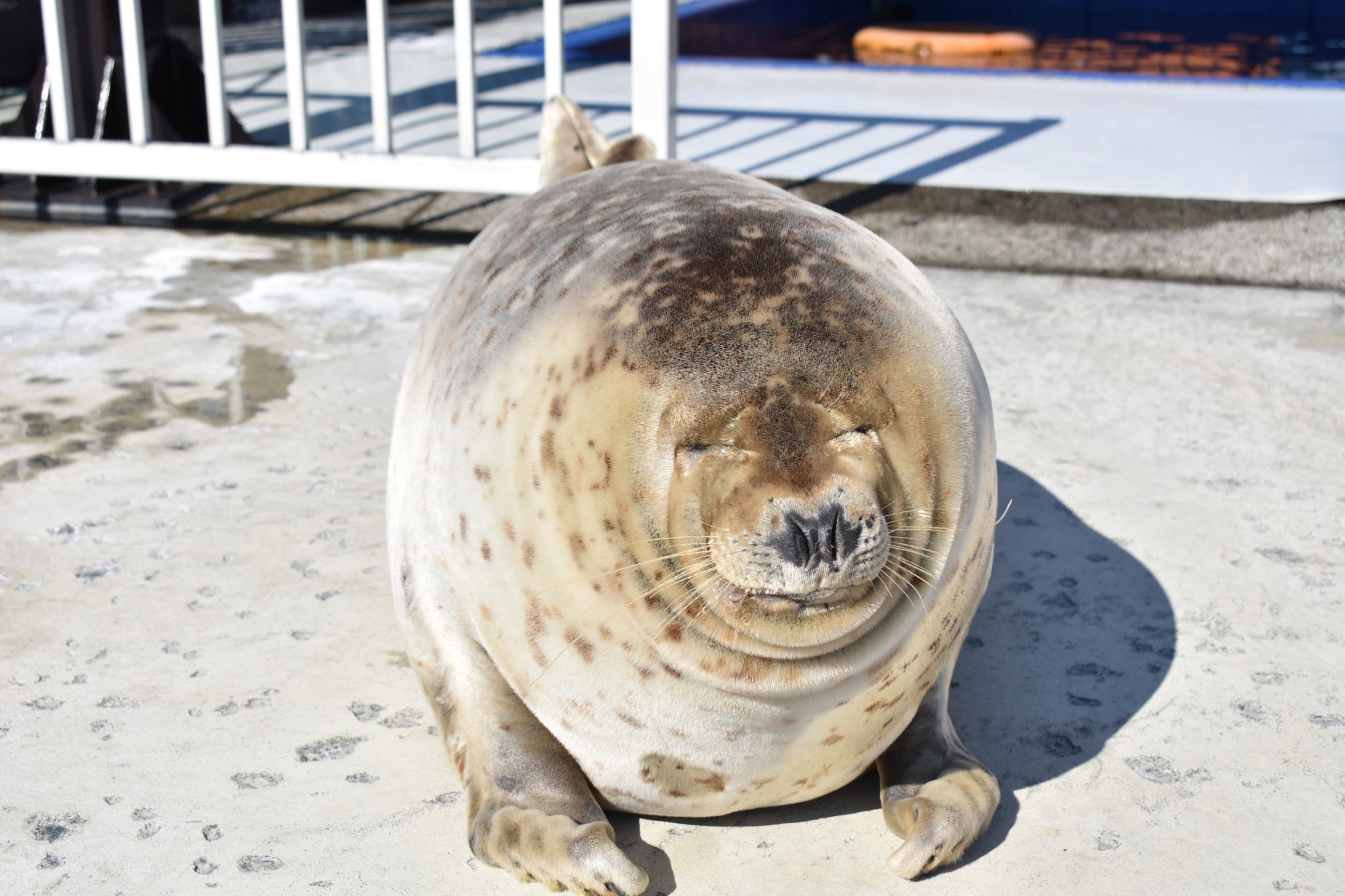 COMPRESSED CHONK | Scrolller