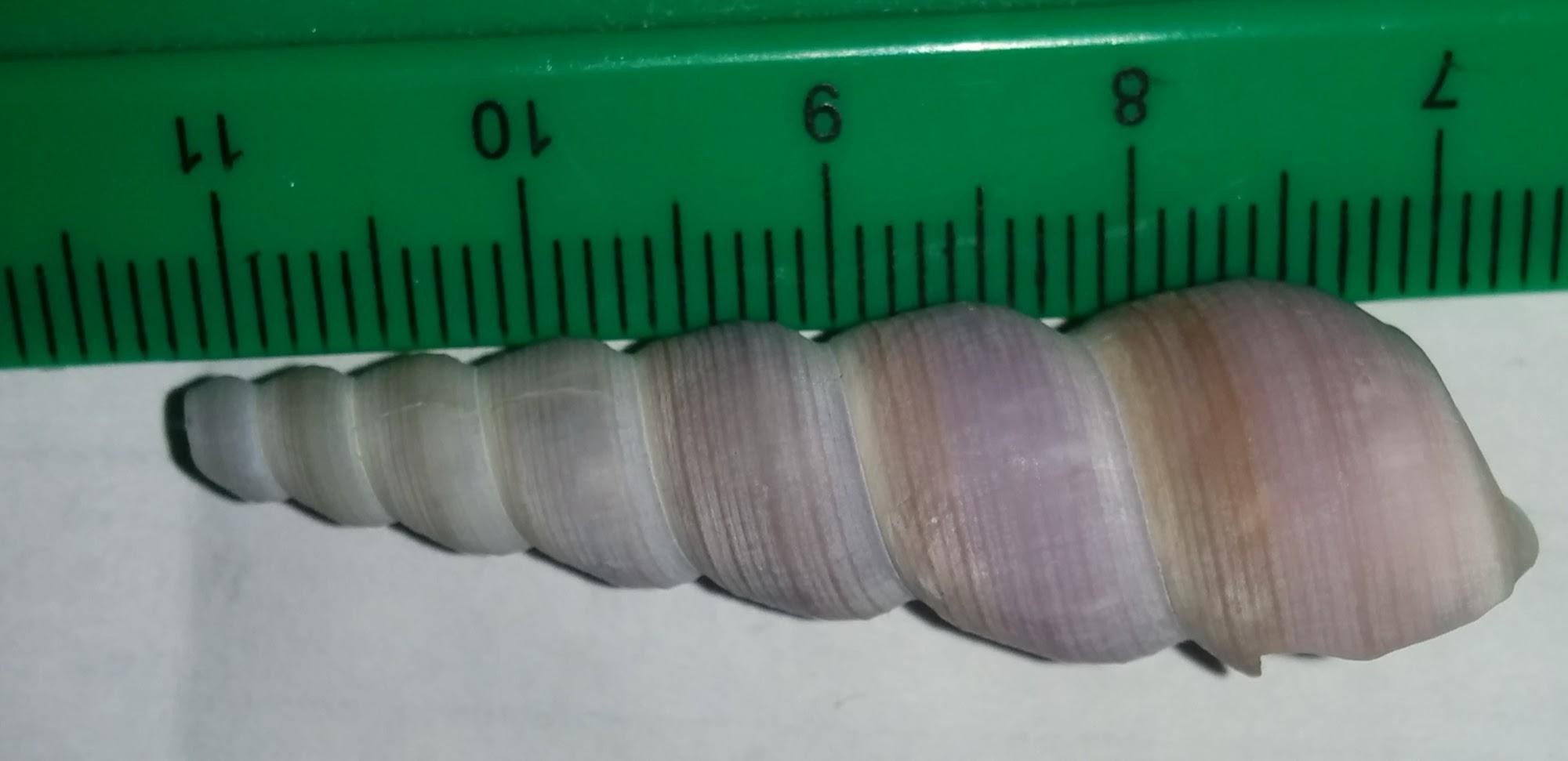 Conical spiral shell identification? | Scrolller