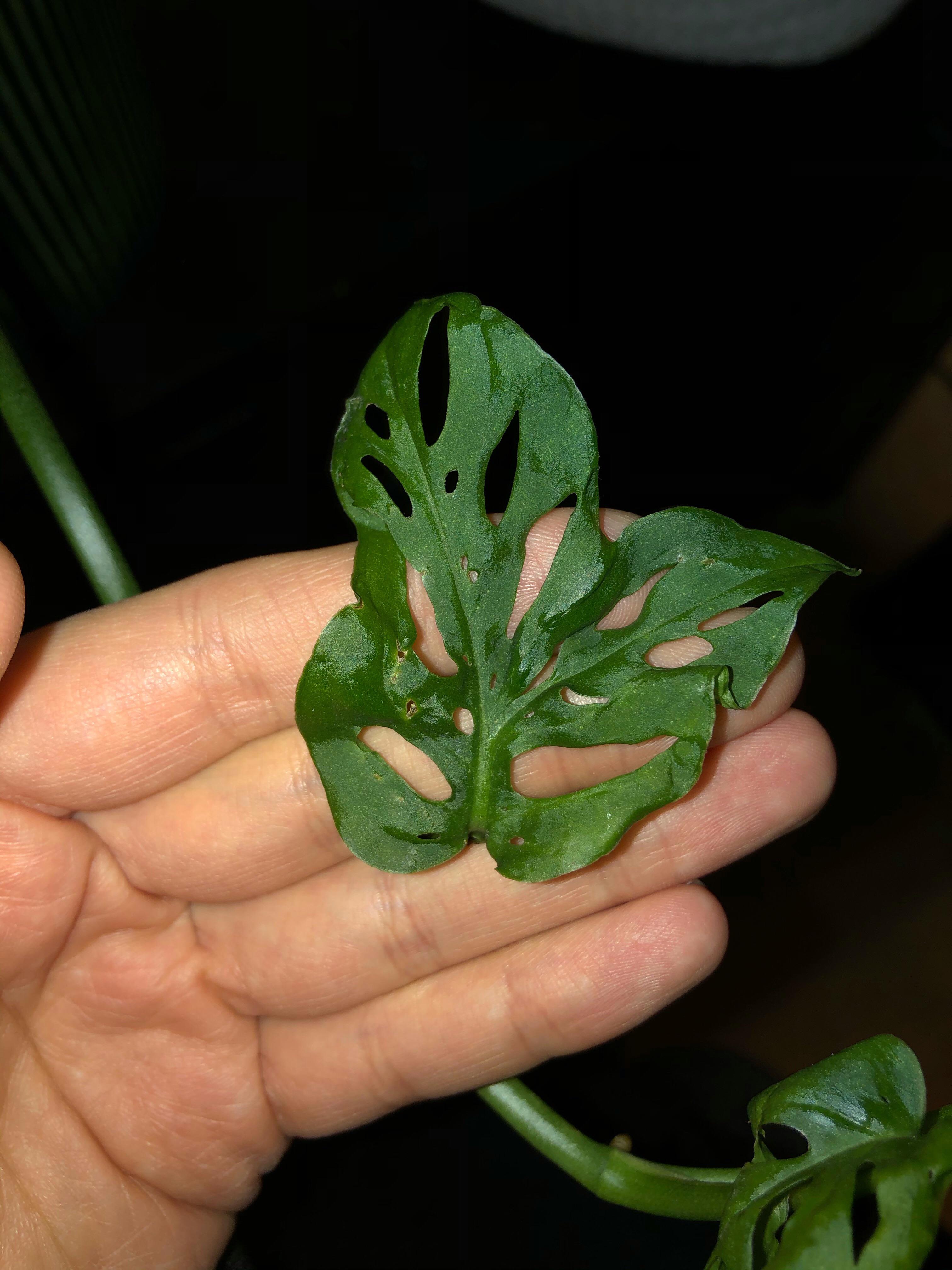 Conjoined | Scrolller