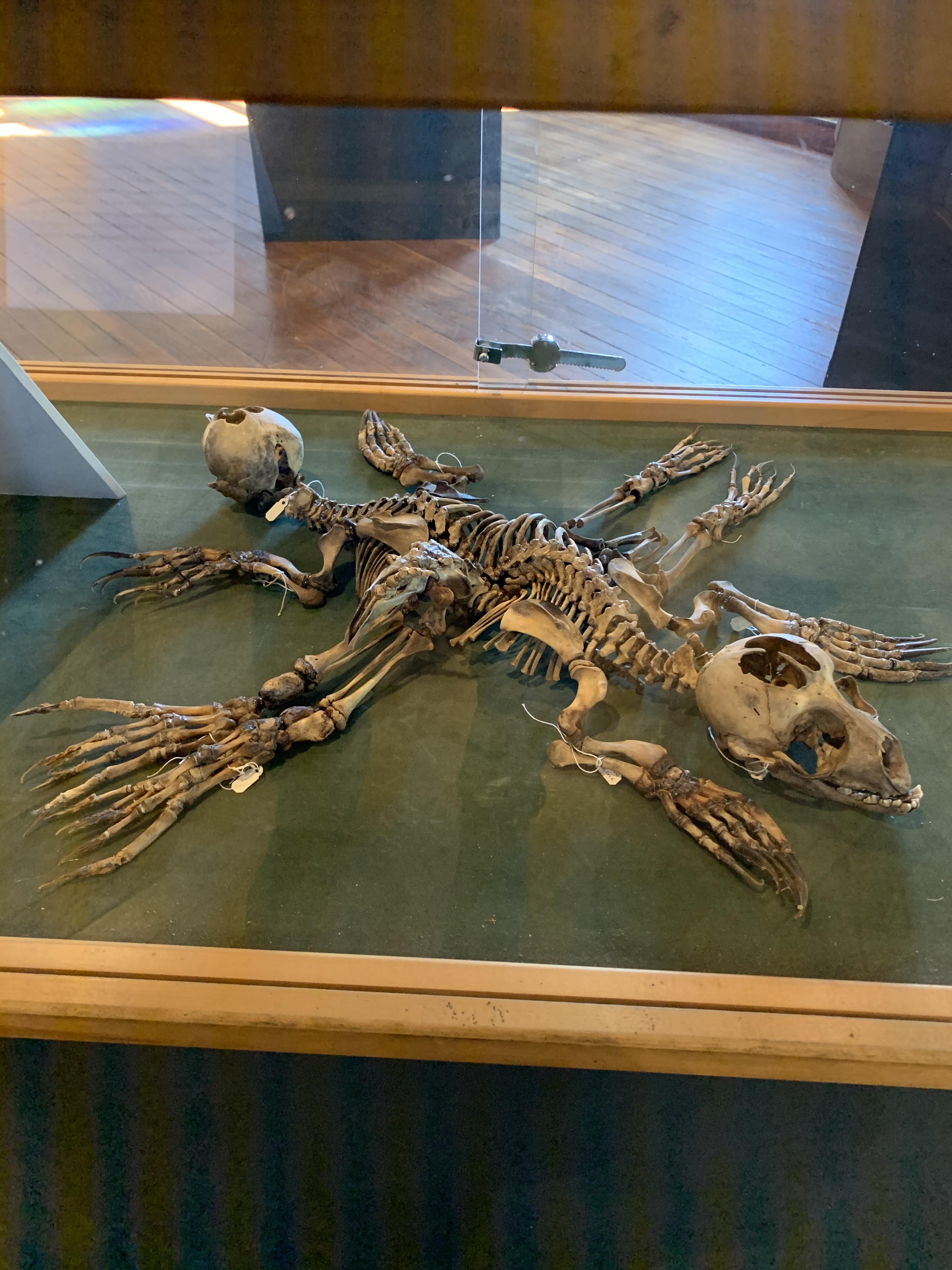 Conjoined Seal Twins | Scrolller