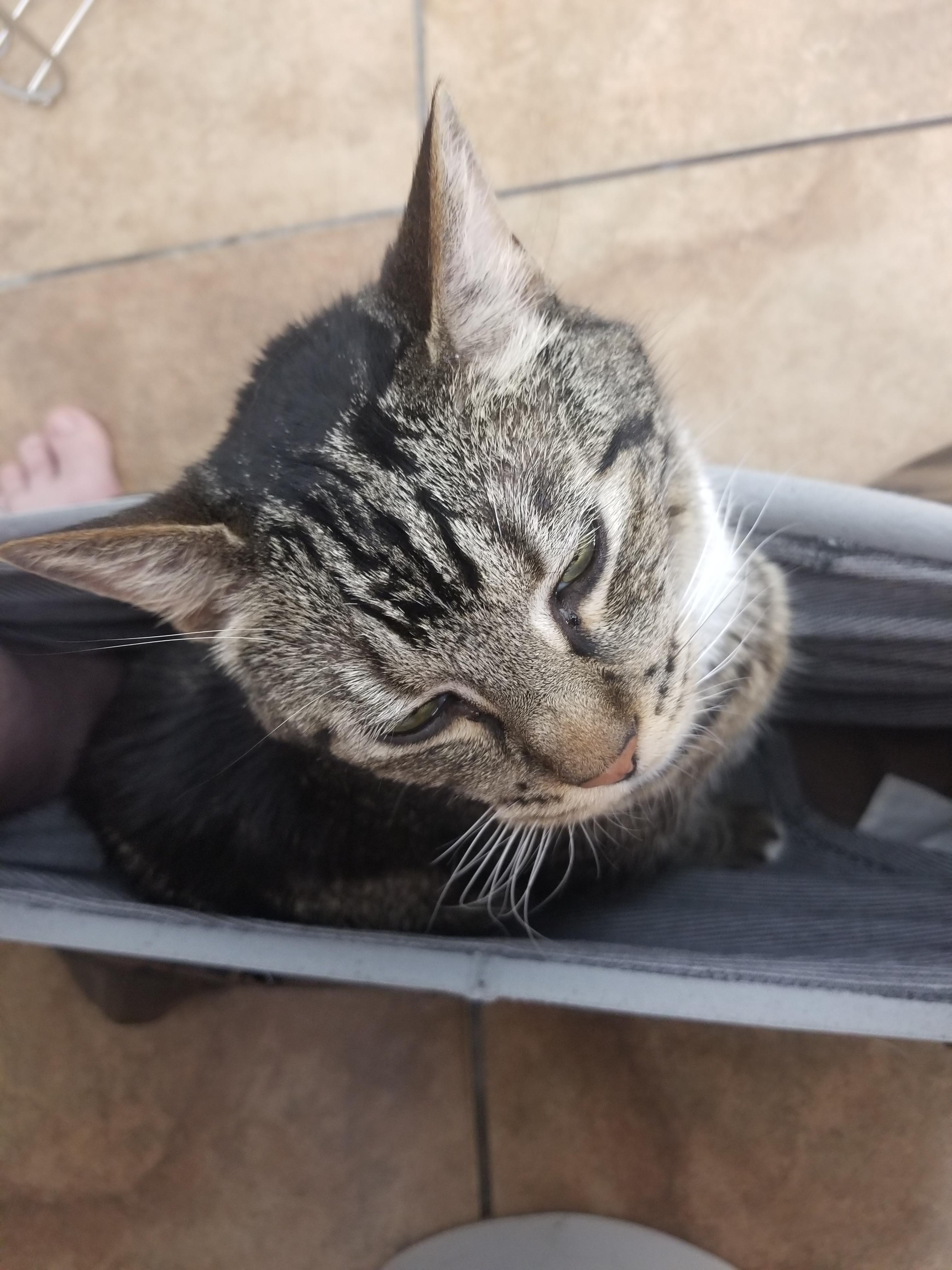 Content with his human. | Scrolller