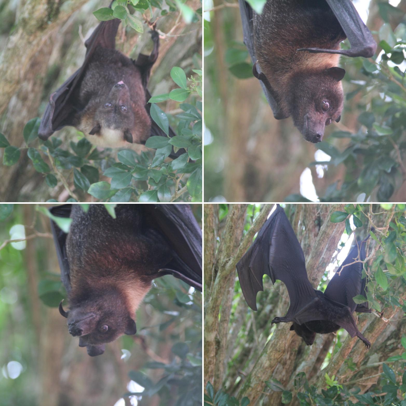 Cook Islands fruit bat on Mangaia | Scrolller