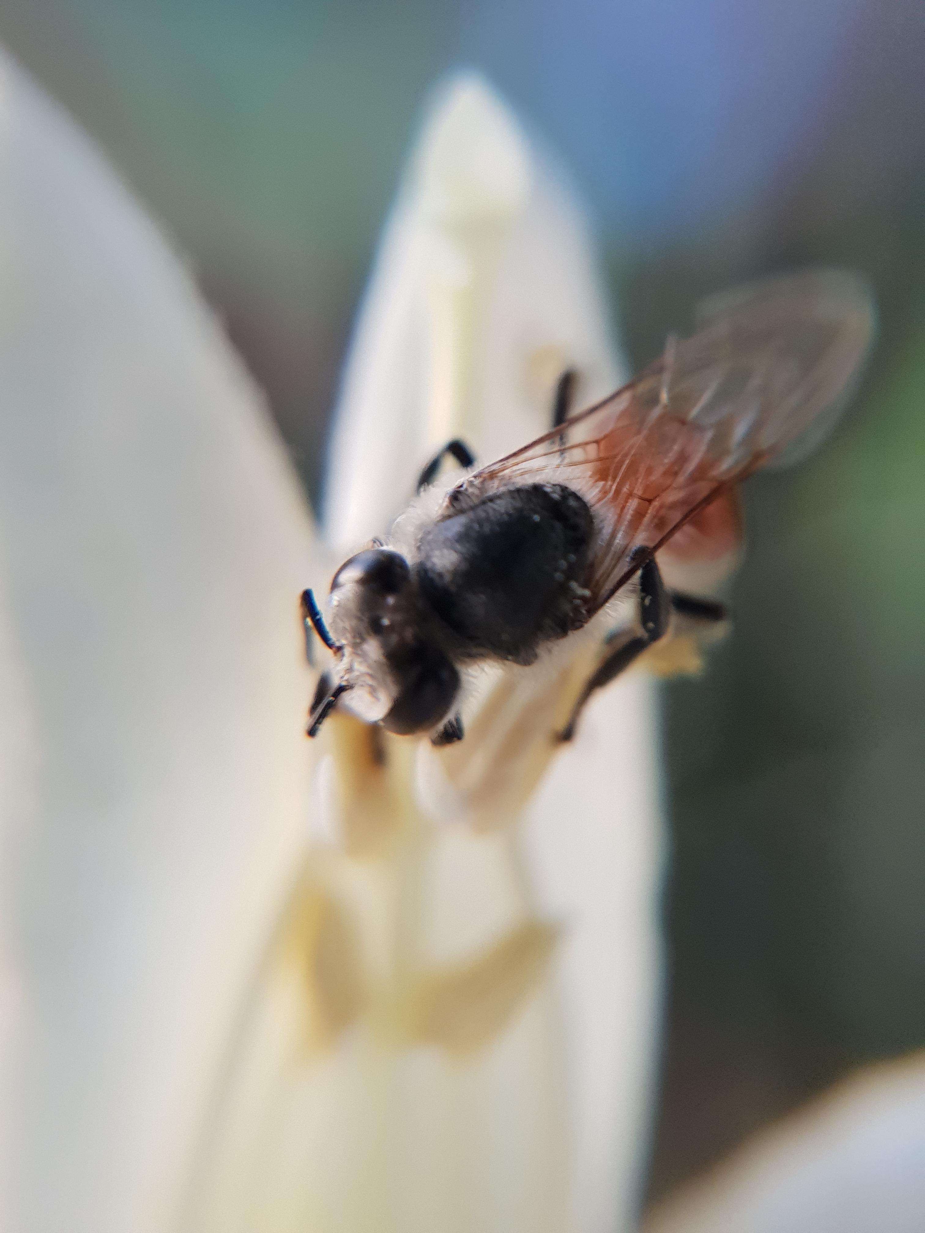 Cool bee | Scrolller