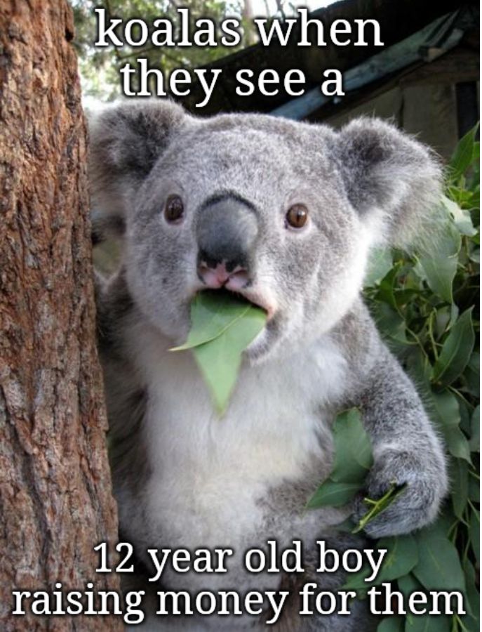 cool koala :) | Scrolller