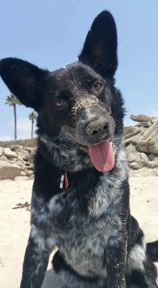 Cooper loves the beach :) | Scrolller