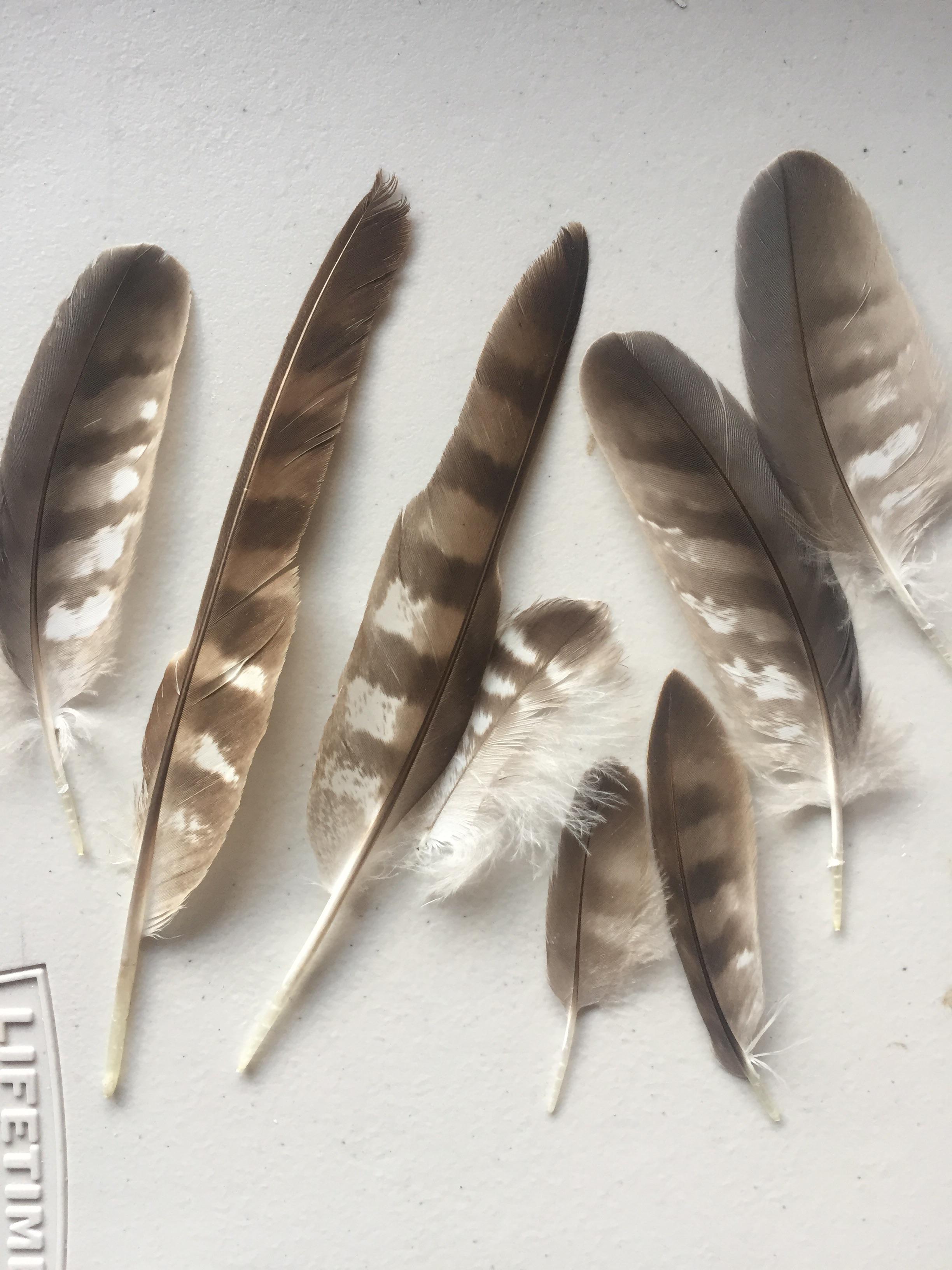 Cooper’s Hawk | Scrolller