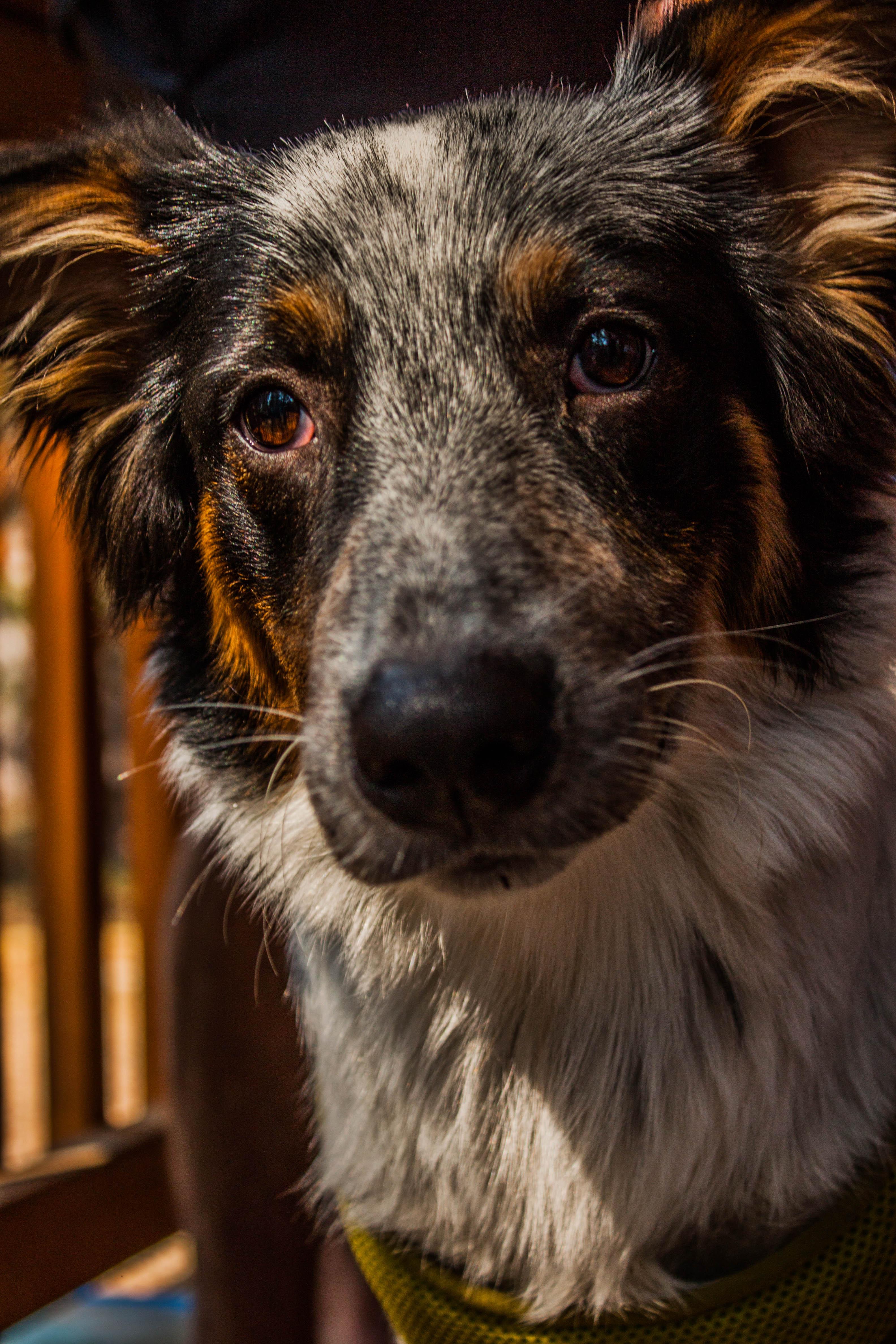 Cooper the Aussie | Scrolller