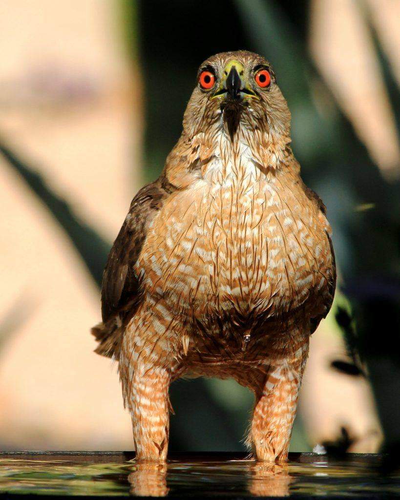 🔥 Cooper's Hawk, you're getting sleepy, very very sleepy. | Scrolller