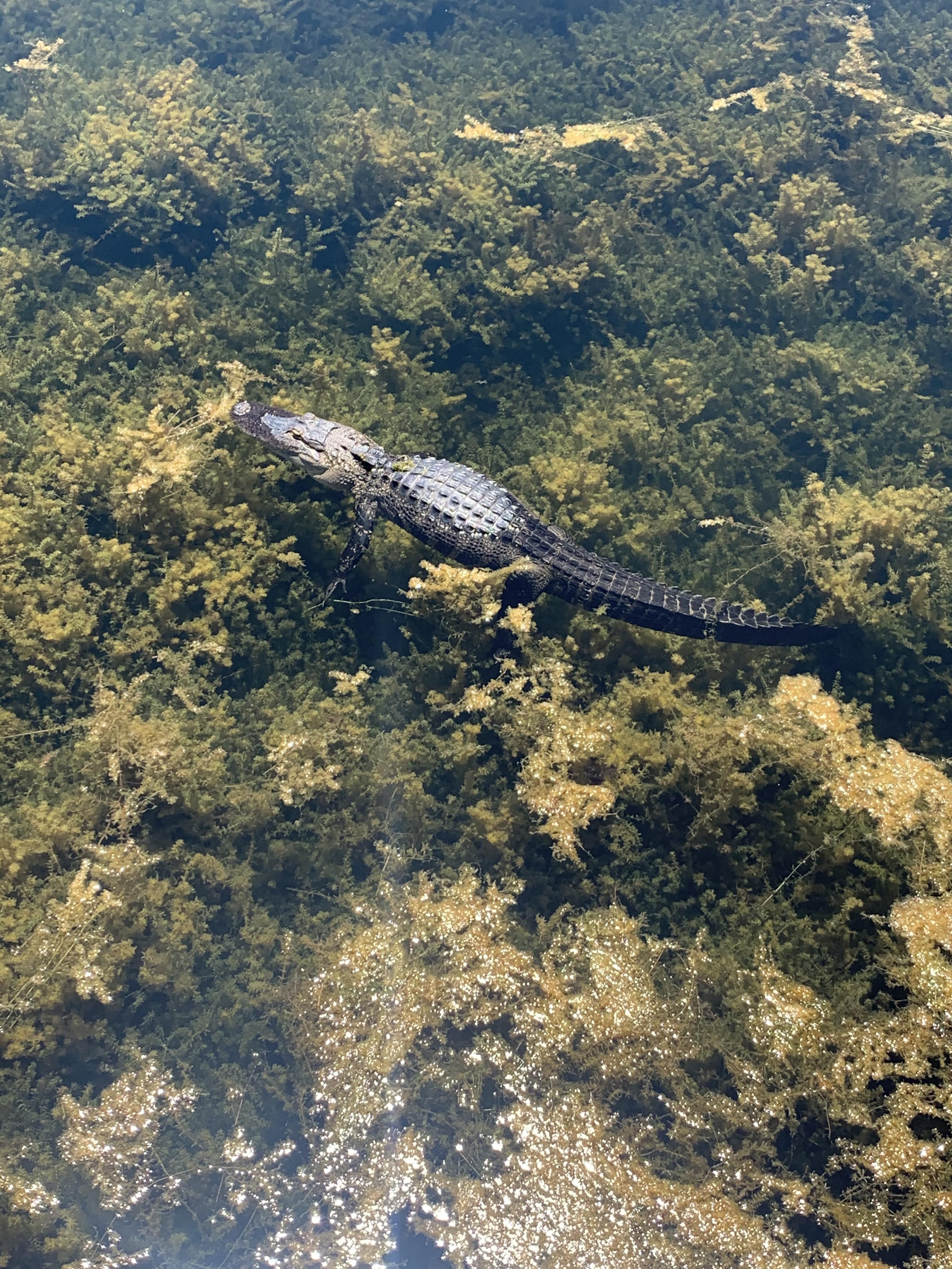 Floatin’ | Scrolller