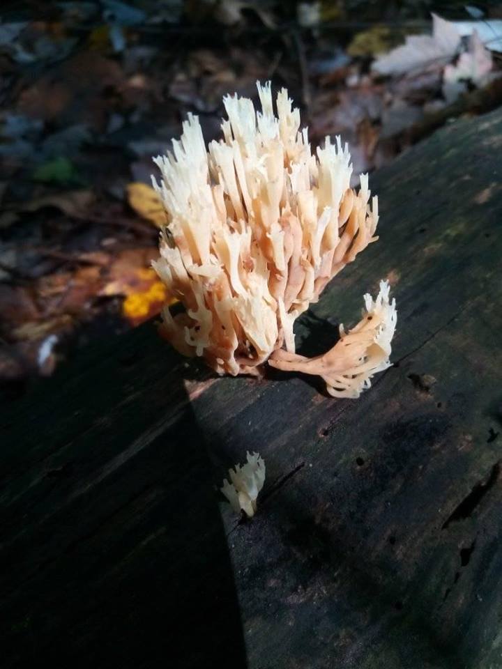 Coral Mushroom | Scrolller