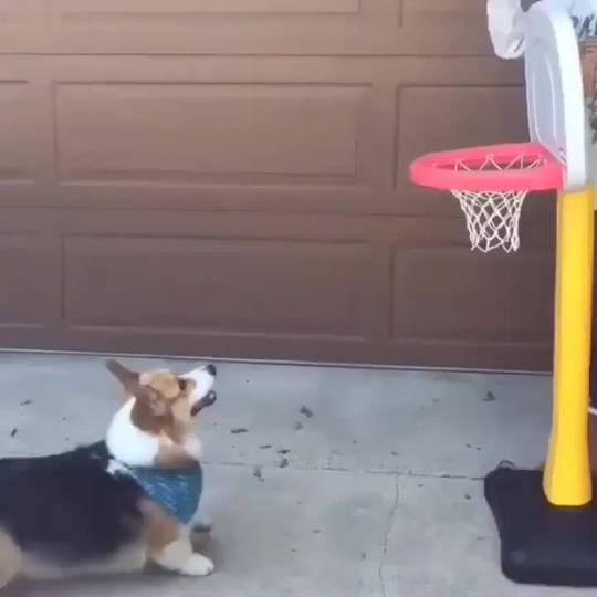 Corgi makes a basket! | Scrolller