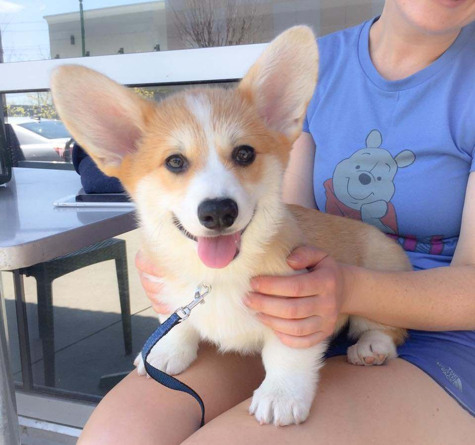 Corgi on lap | Scrolller