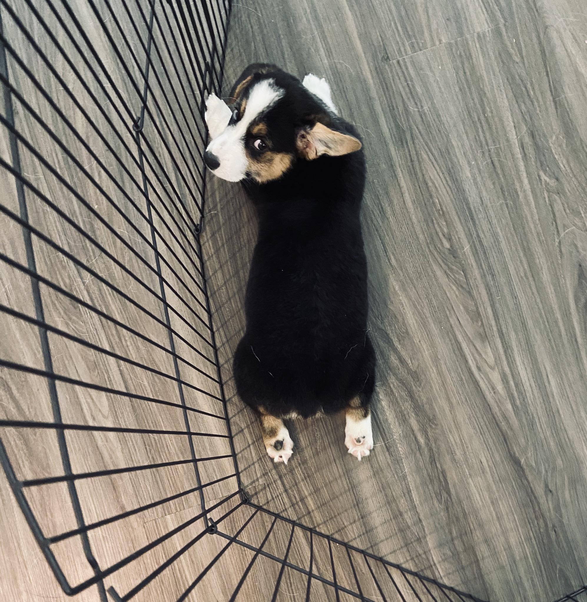 Corgi sploot | Scrolller