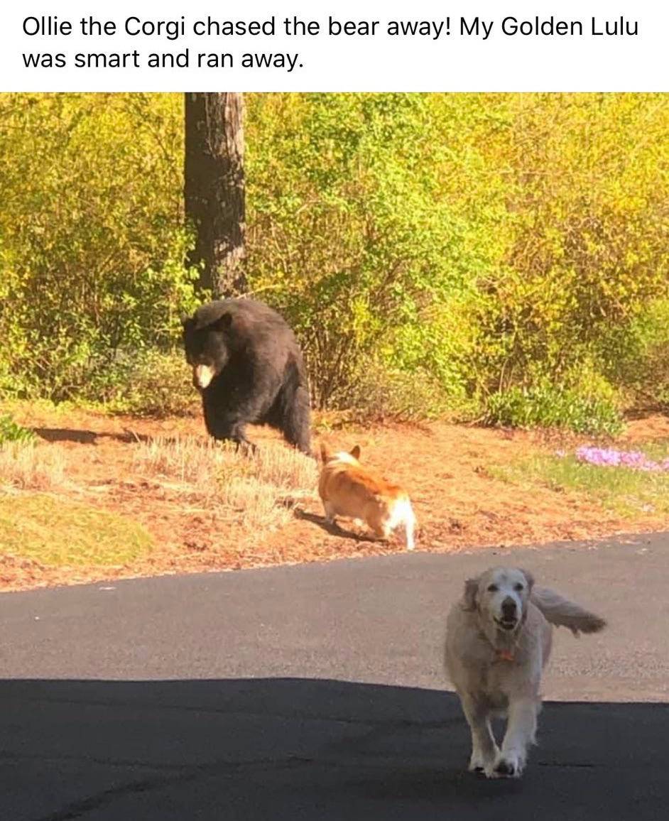 Corgi takes on a black bear | Scrolller